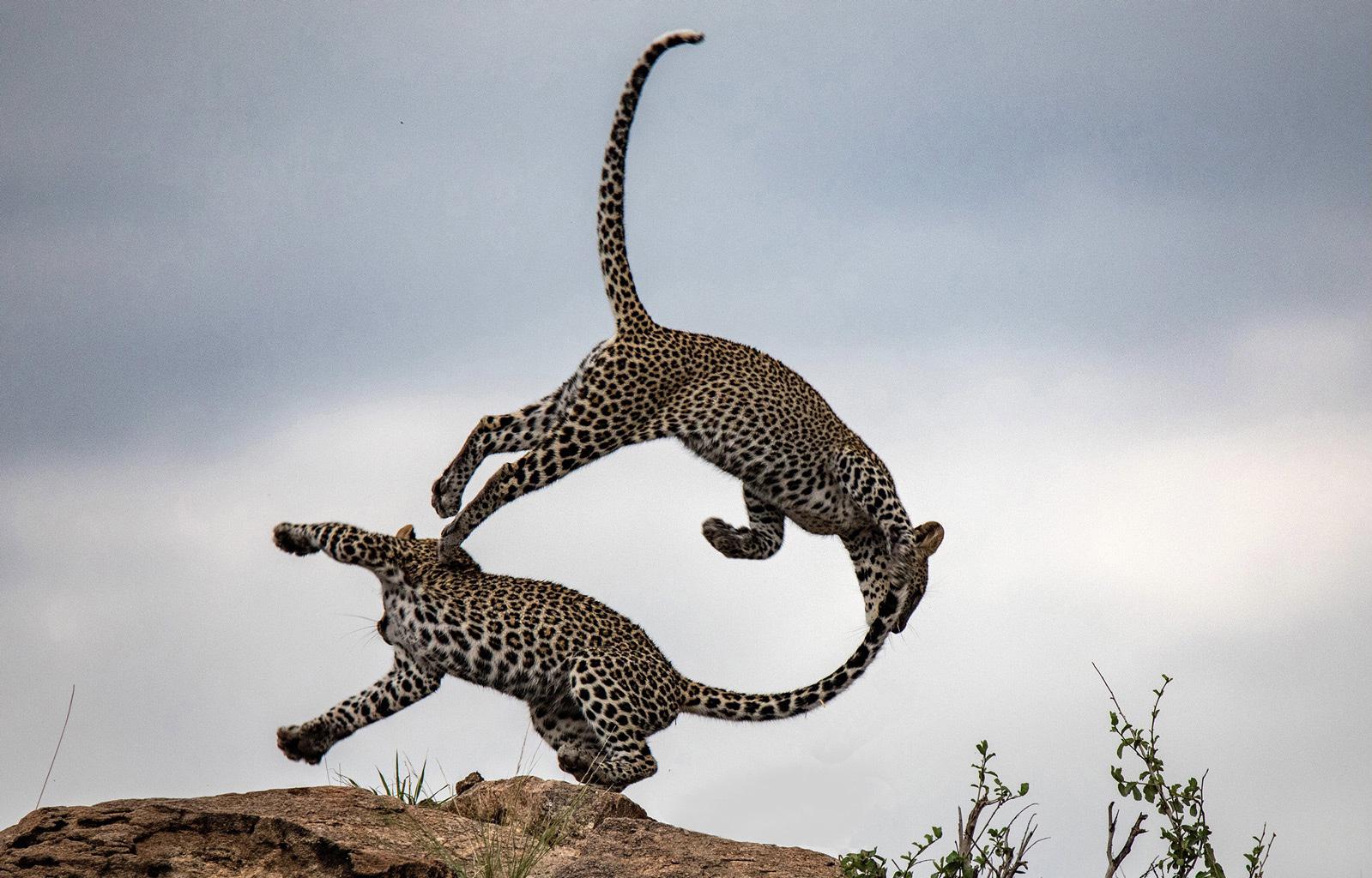 Big cat acrobats | 📸 Trish Hennessy | Scrolller