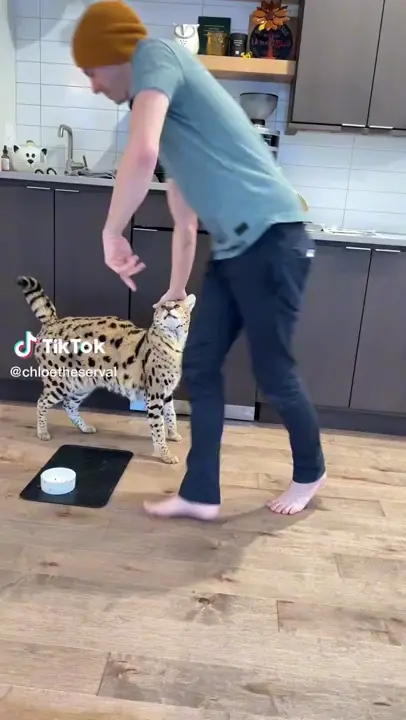 Big cat Tippy Taps | Scrolller