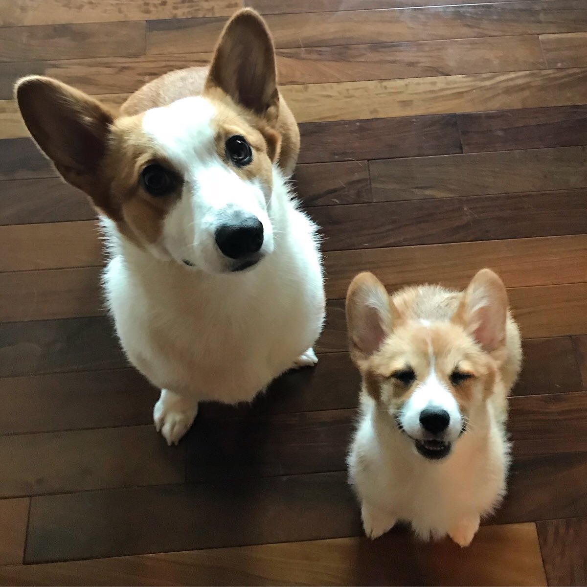 Big chest floof and little chest floof | Scrolller