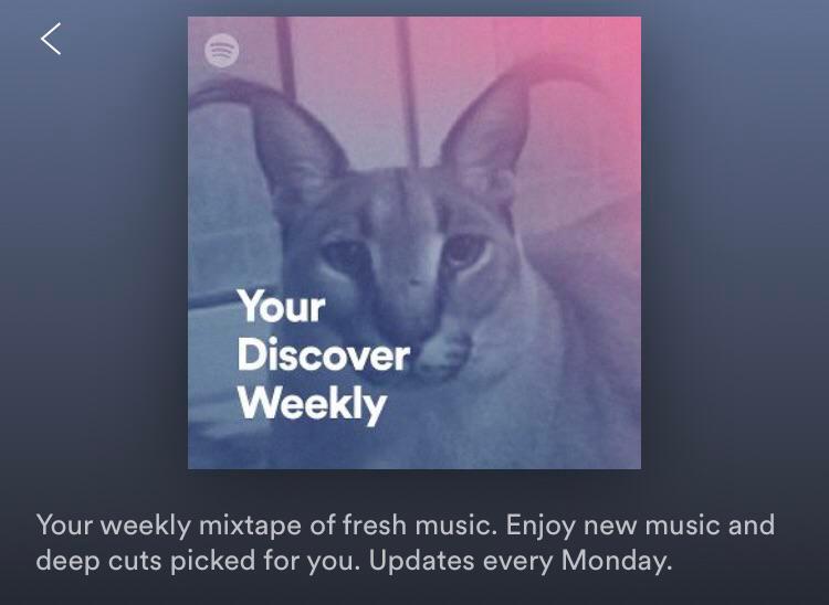 Big Floppa on my Spotify?! | Scrolller