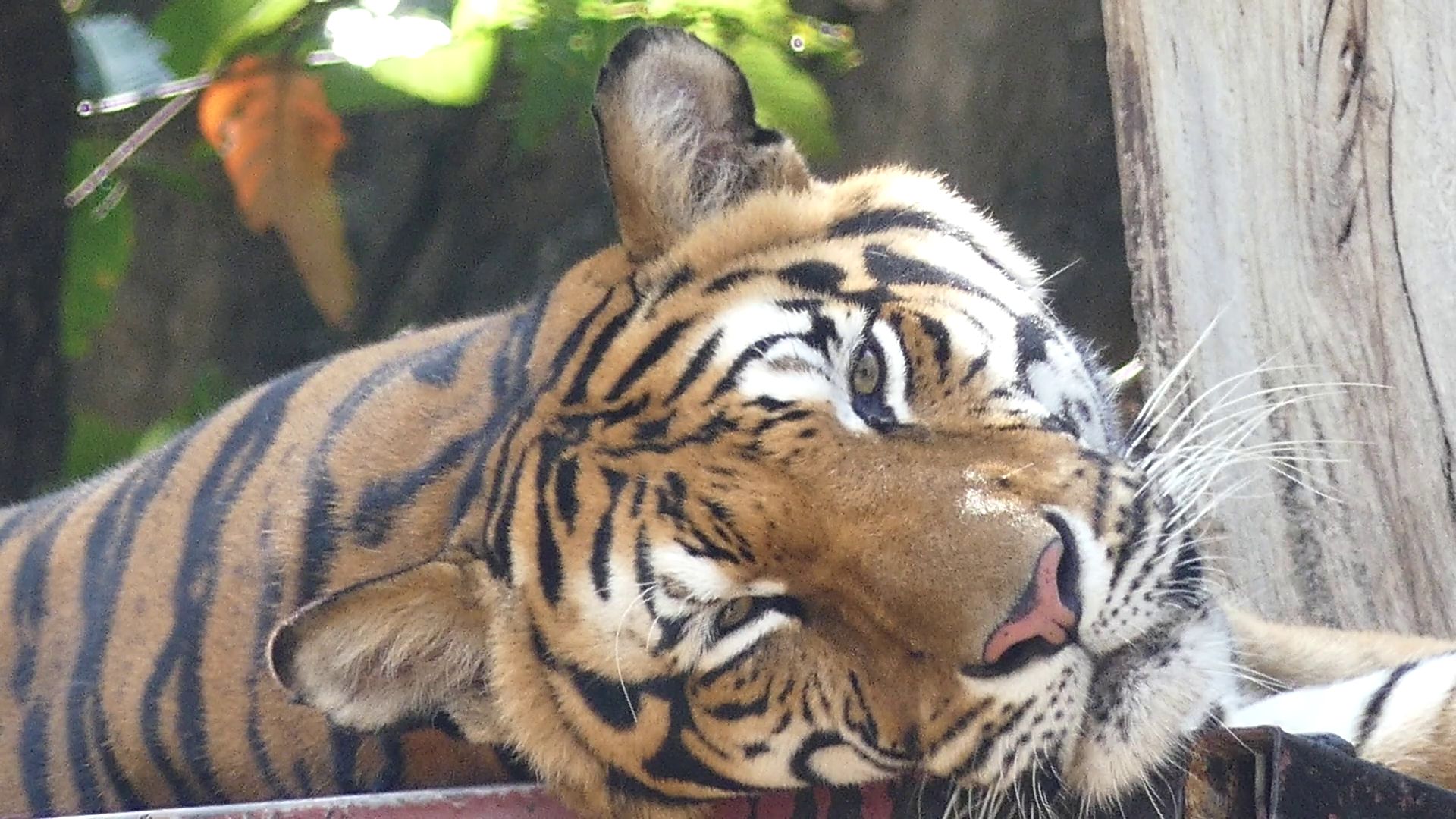 Big Head | Scrolller