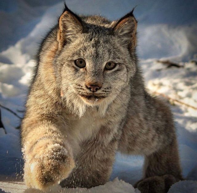 🔥 Big lynx spotted in Anchorage, Alaska 🔥 | Scrolller