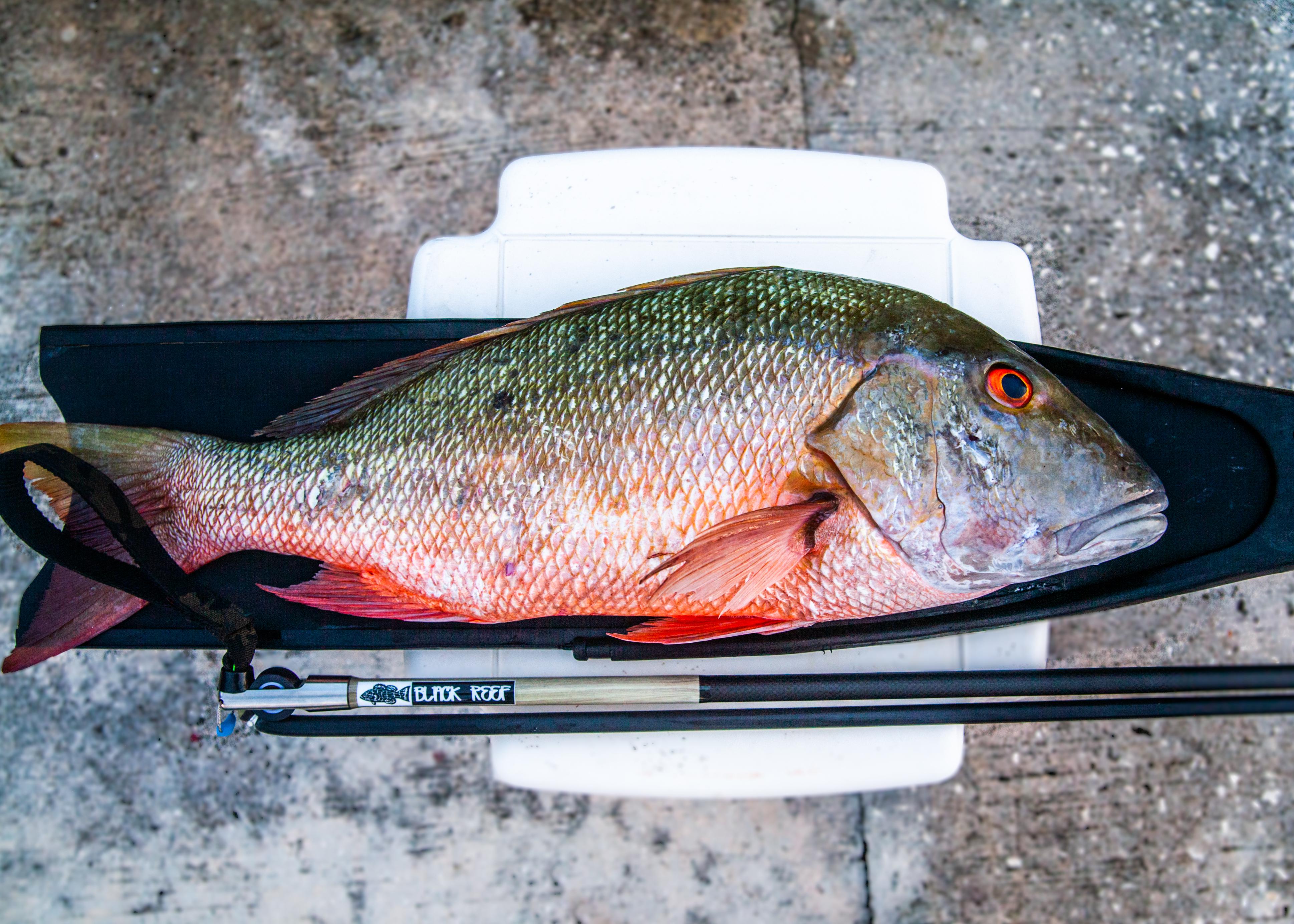 Big mutton Snapper in the Bahamas. Such a hard fish to get and so good to eat. | Scrolller