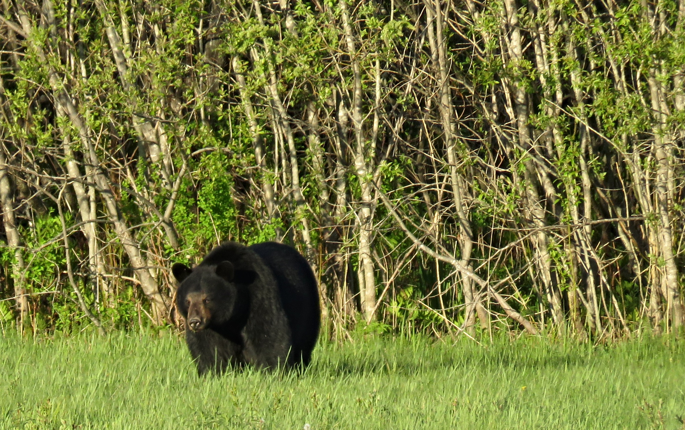 Big ole boy! | Scrolller