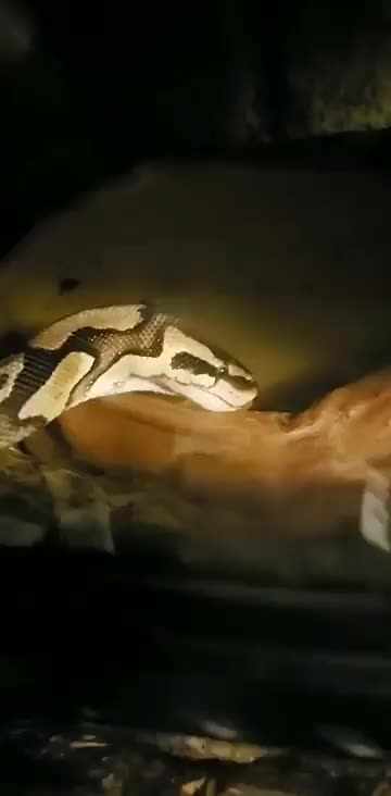 Big Ole Sip to wash down breakfast | Scrolller