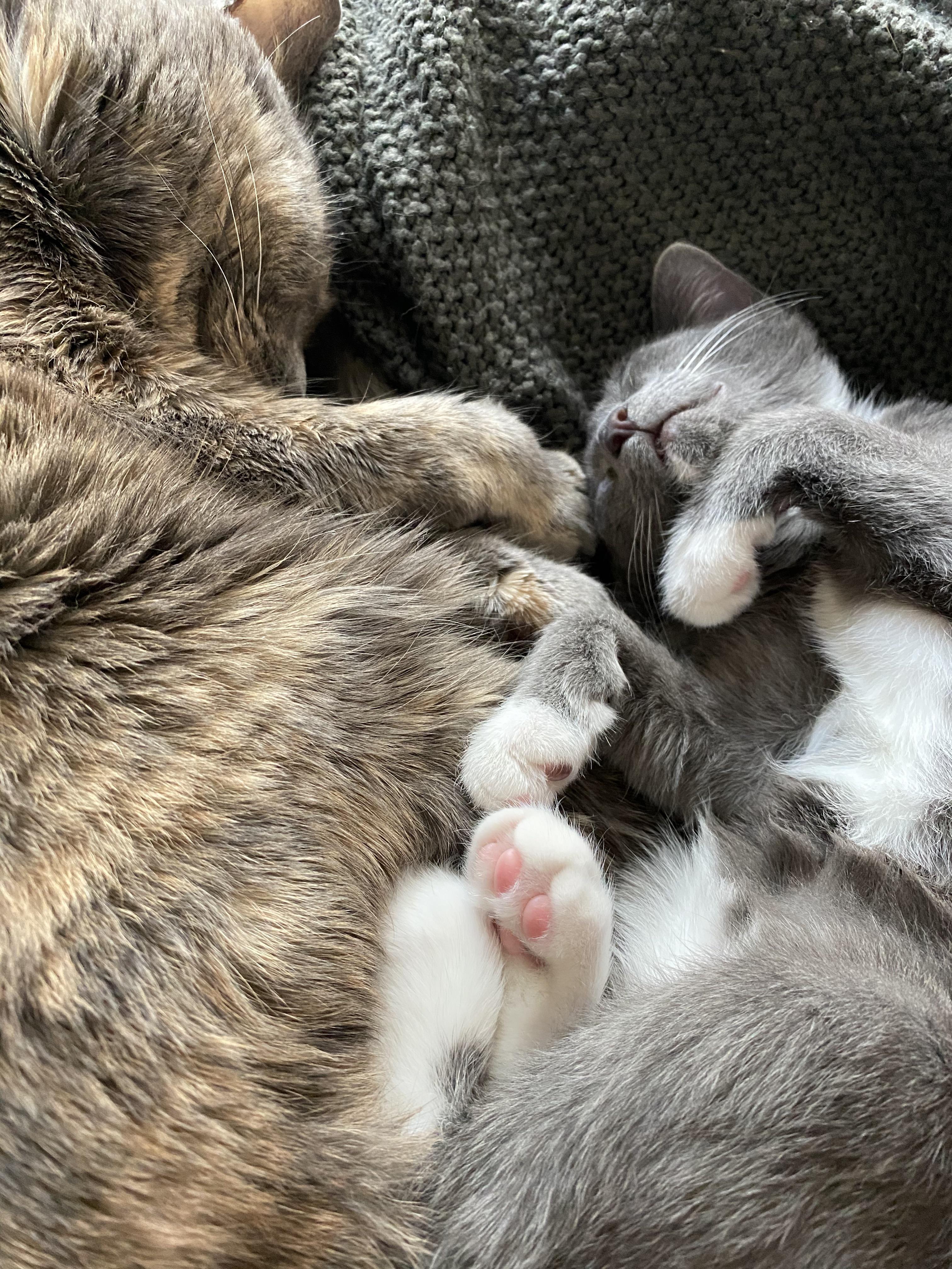 Big sister accepting and snugging her new 3 month old sister | Scrolller