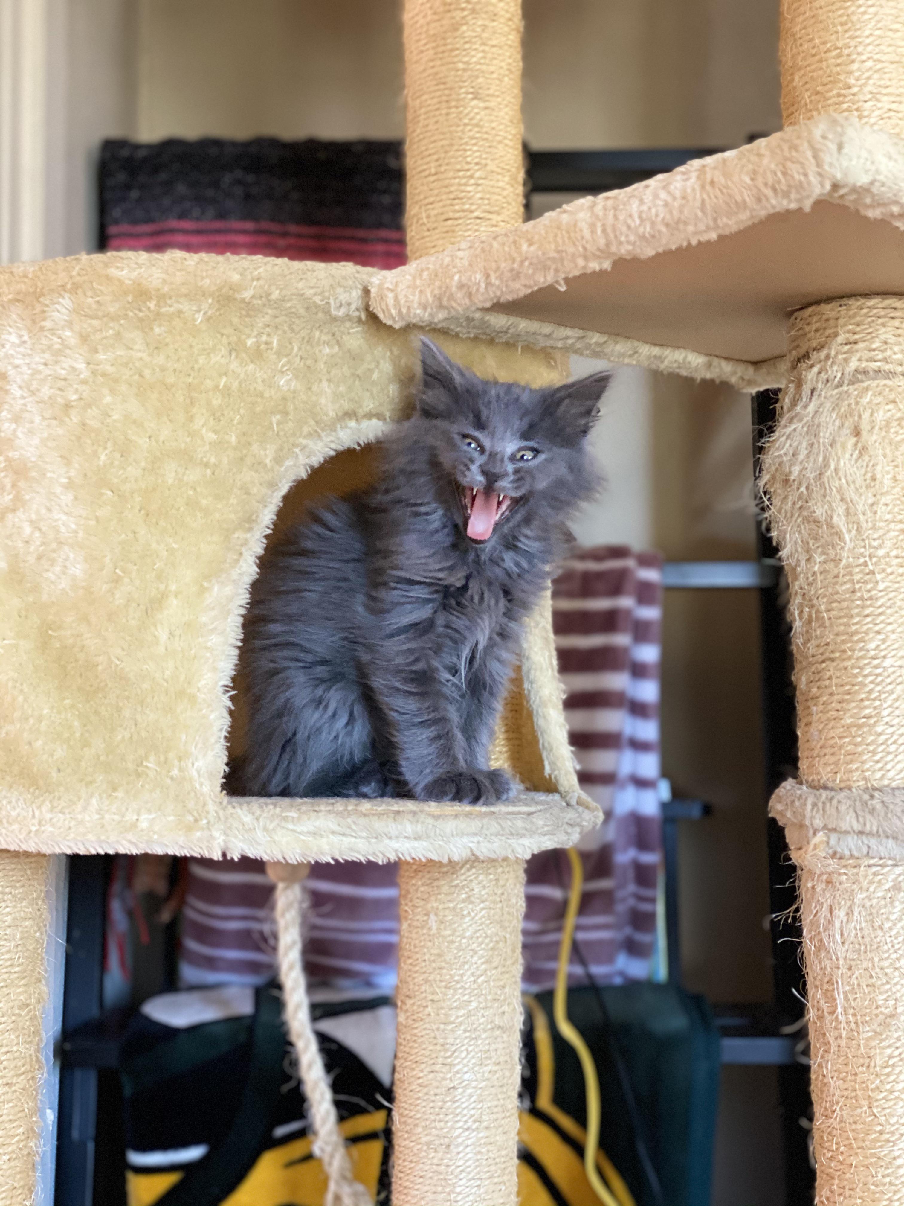 Big yawn or a big growl? | Scrolller