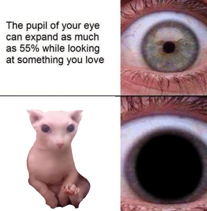 Bingus my beloved | Scrolller