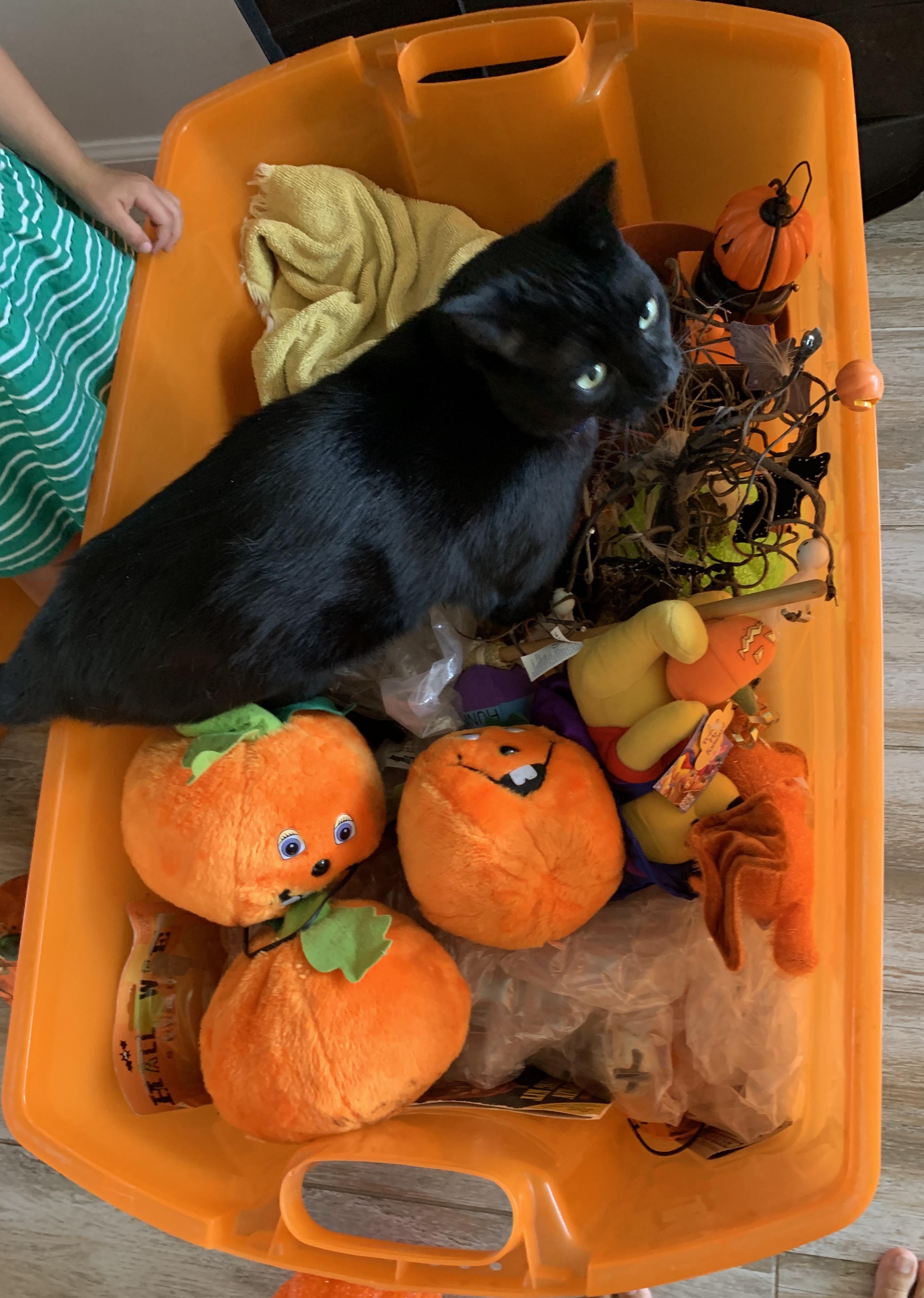 Binx in a Halloween box ... is he a decoration?!🎃 | Scrolller