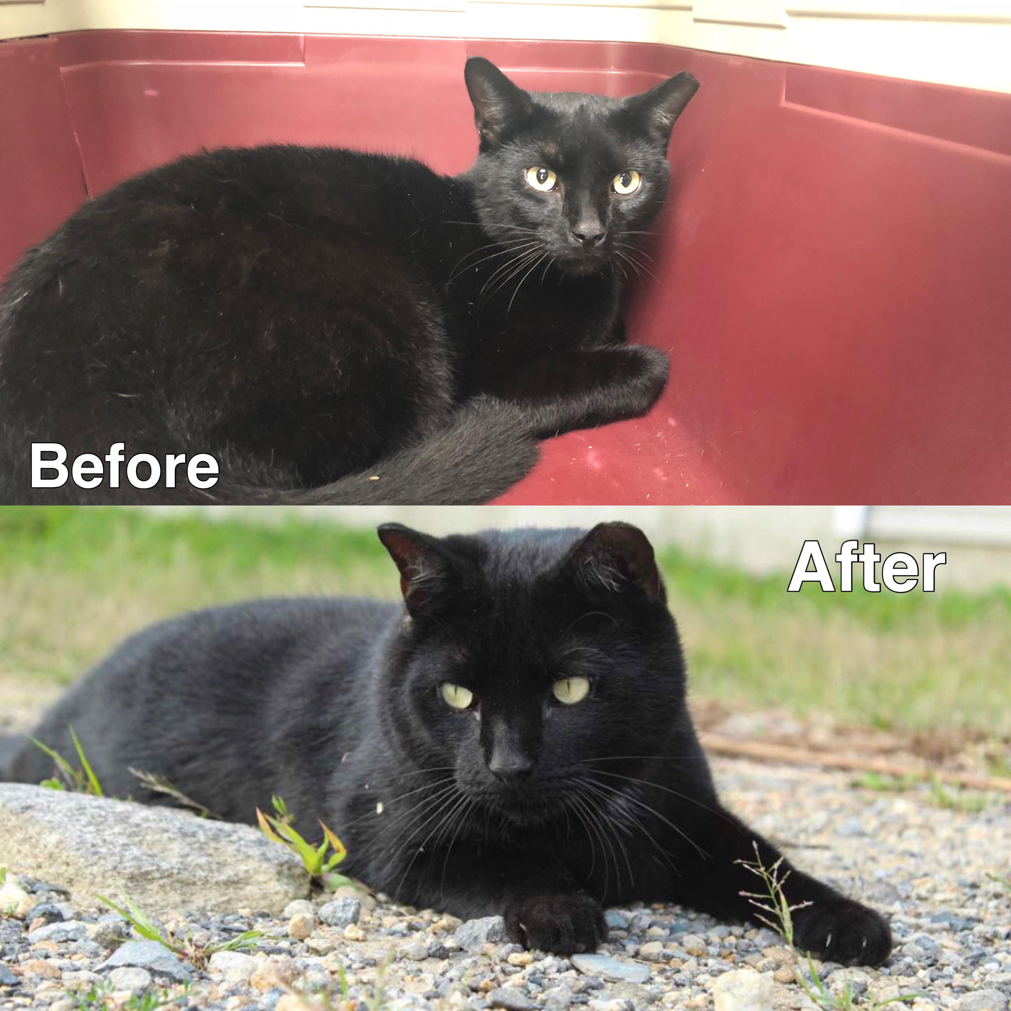 Binx’s Transformation 😃 | Scrolller
