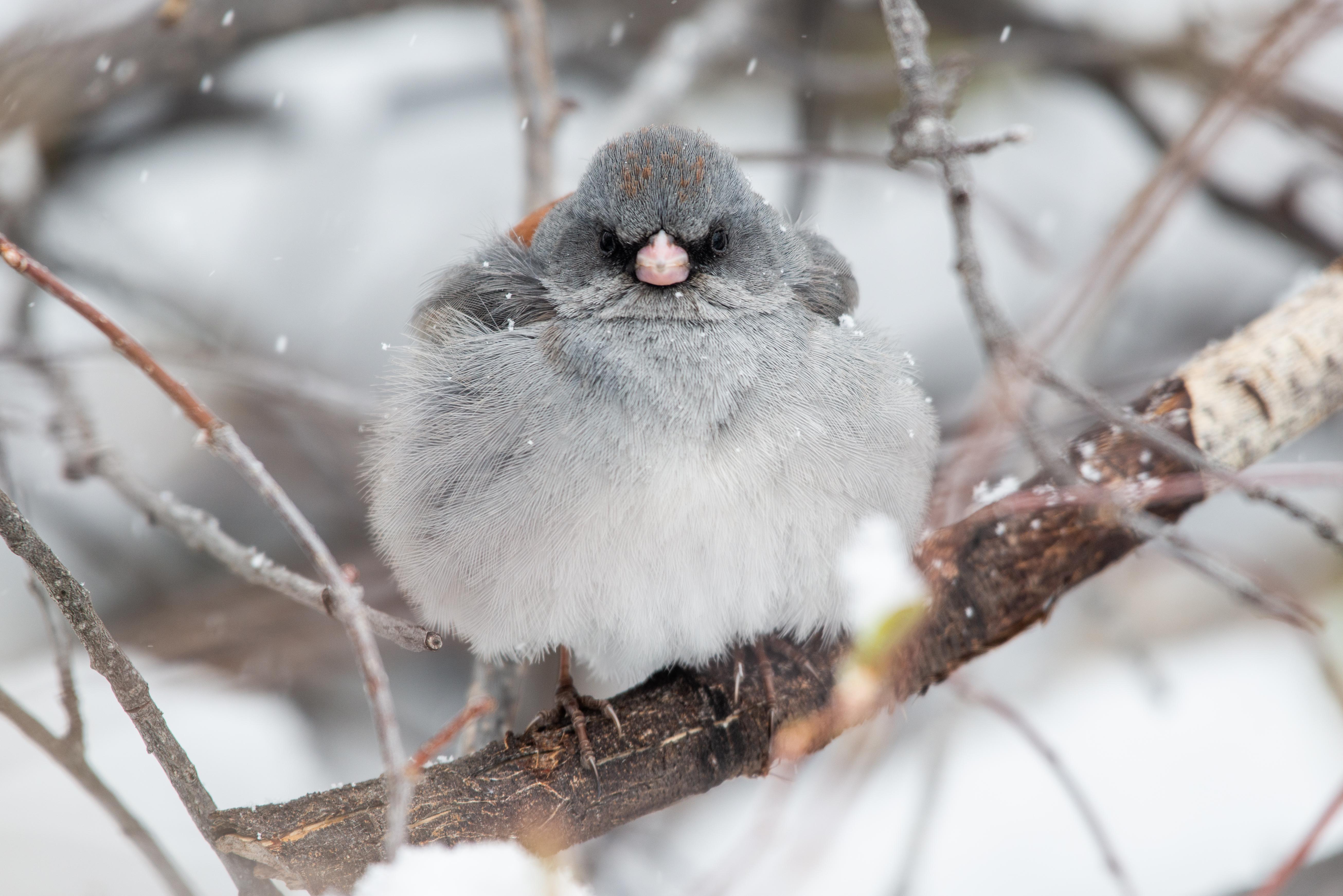 BIRB - a very fluffed up Dark-eyed Junco in a snowy Boulder, Colorado today | Scrolller