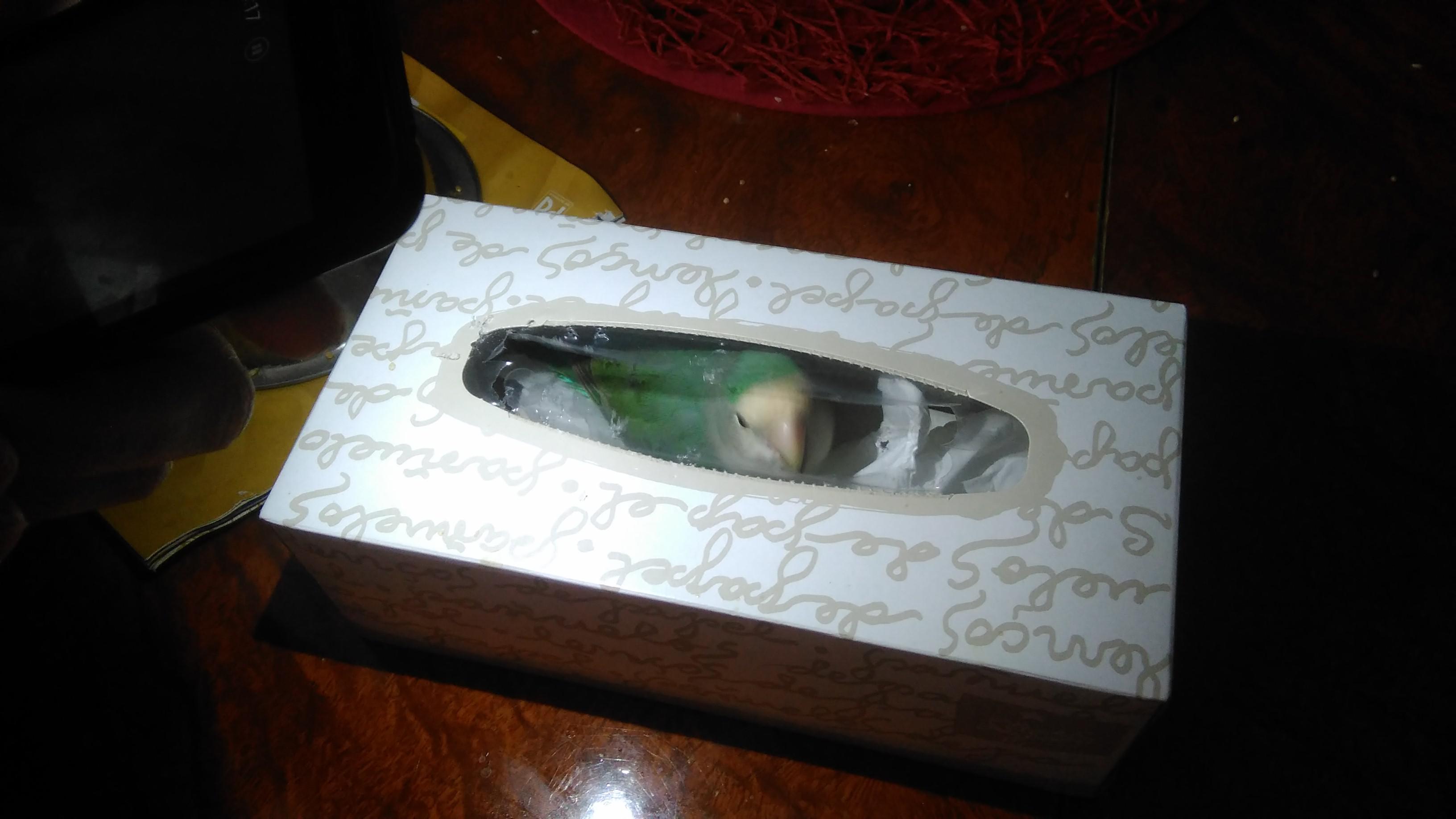 Birb in a box. | Scrolller