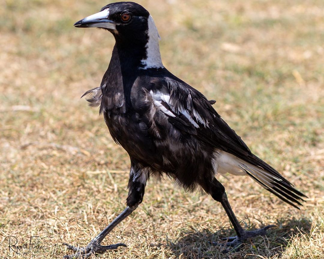 Bird/magpie | Scrolller