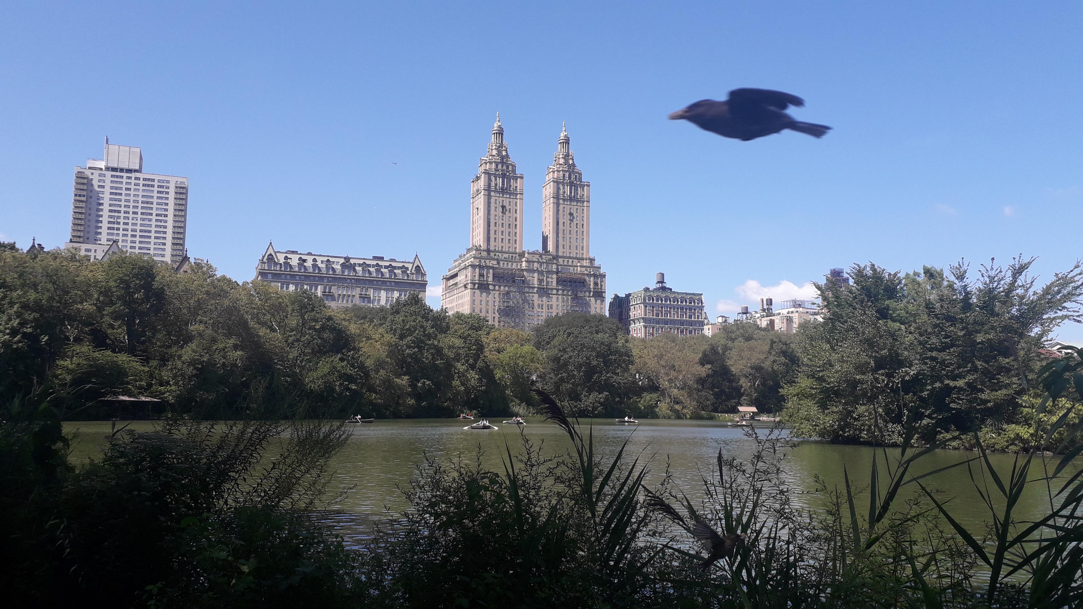 Bird photobombed my picture in central park | Scrolller