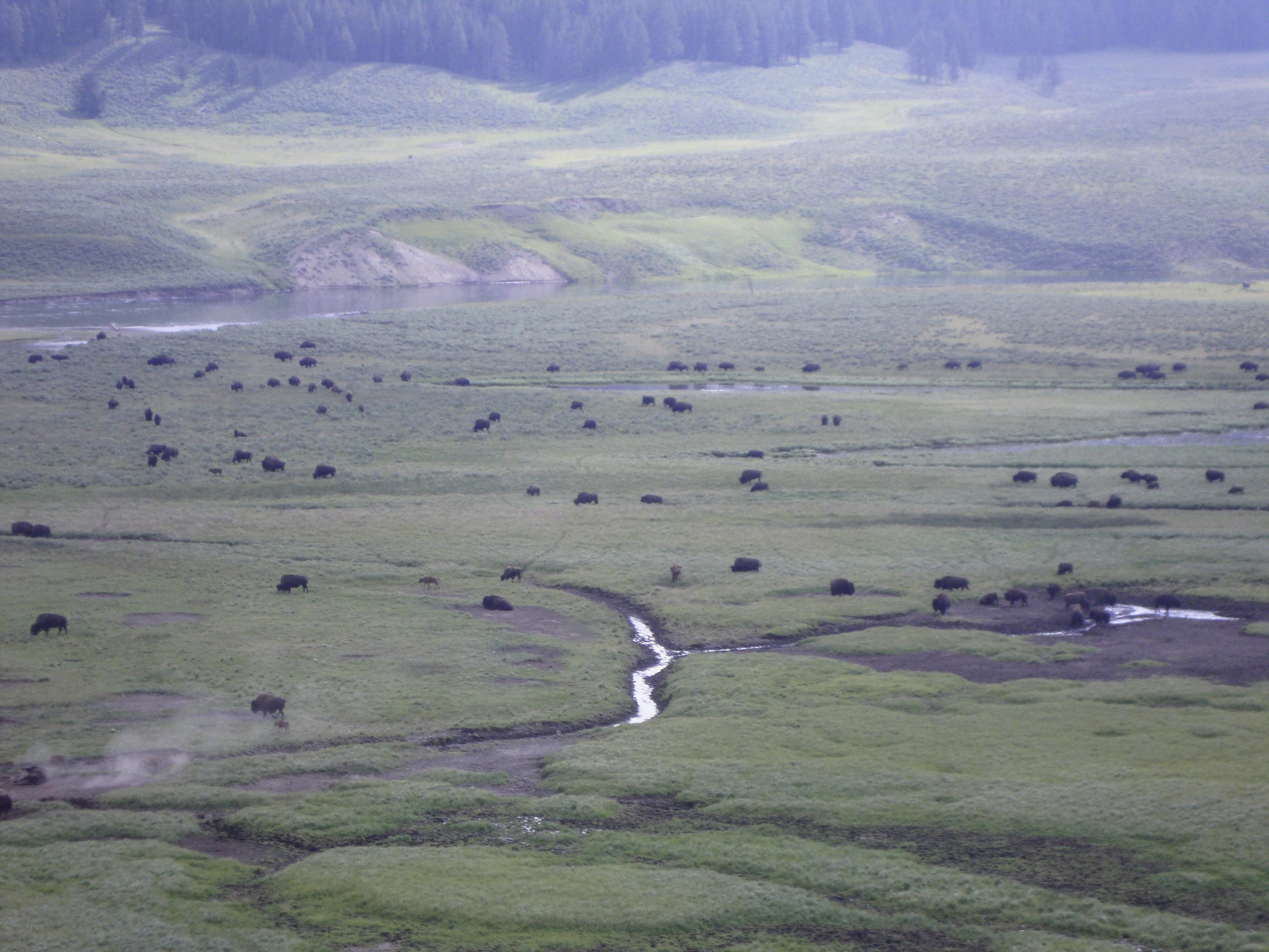 🔥 Bison Herd in Yellowstone Park | Scrolller