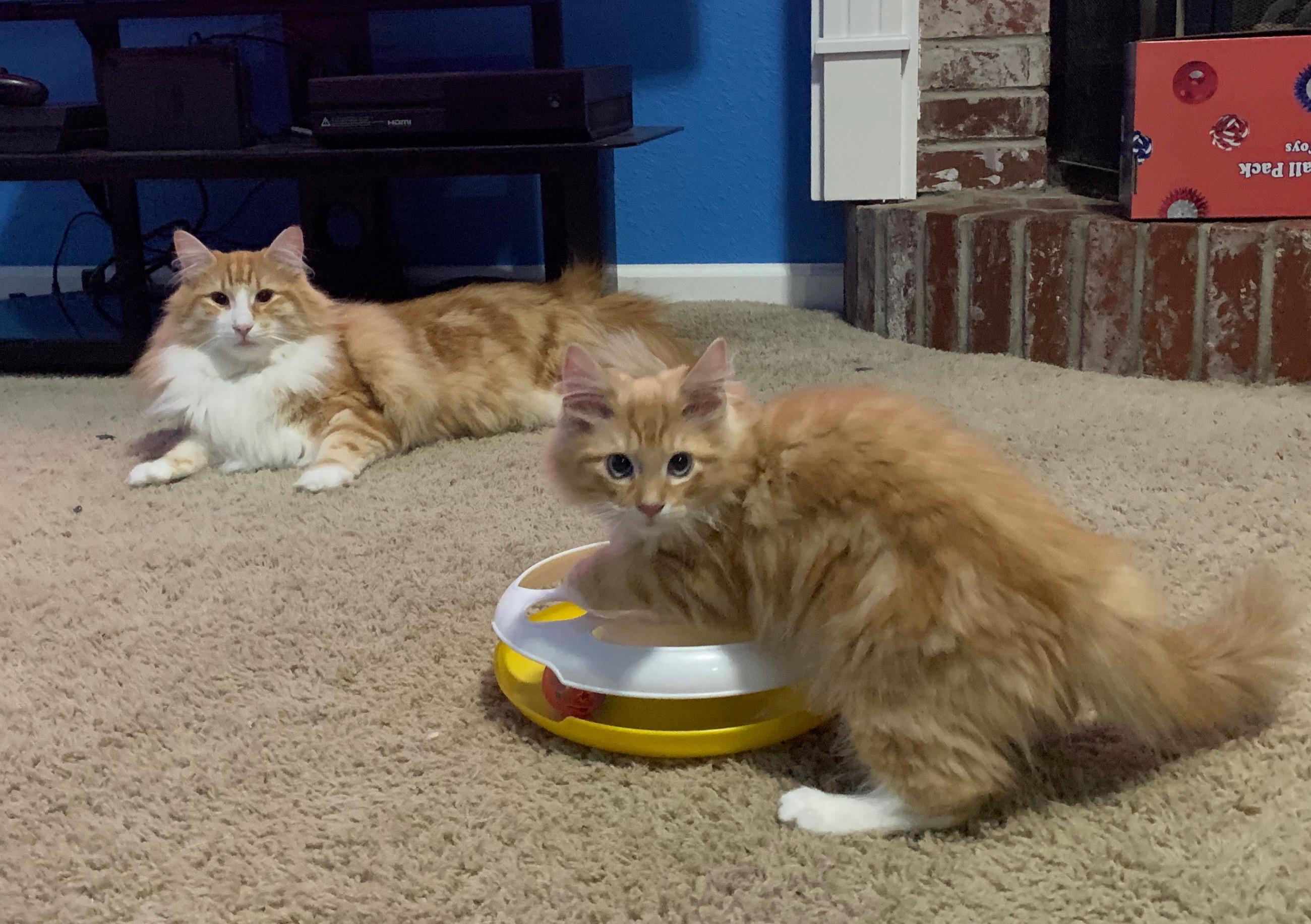 Bjornson Ironside and Princess Freja | Scrolller