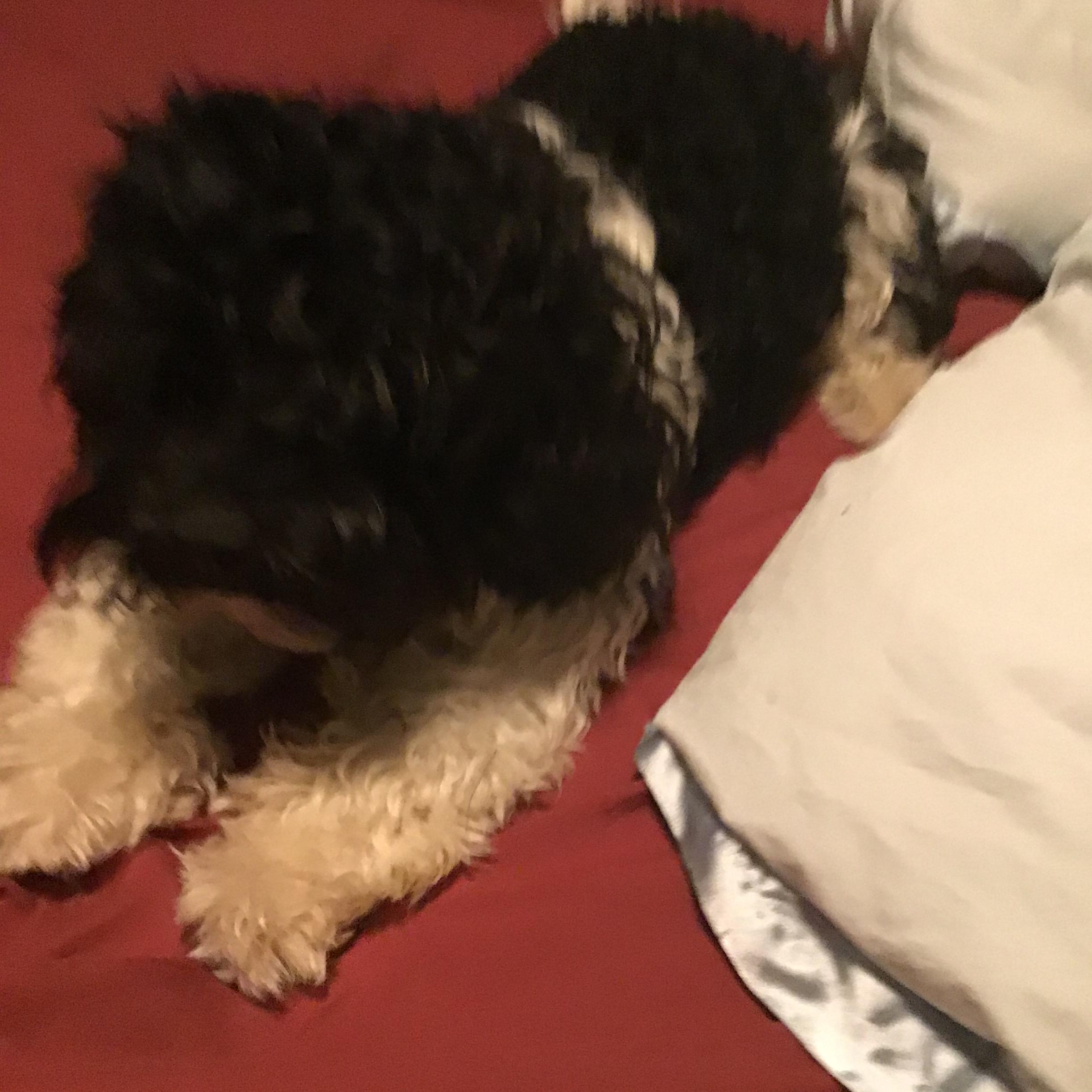 Black and white cavapoo | Scrolller