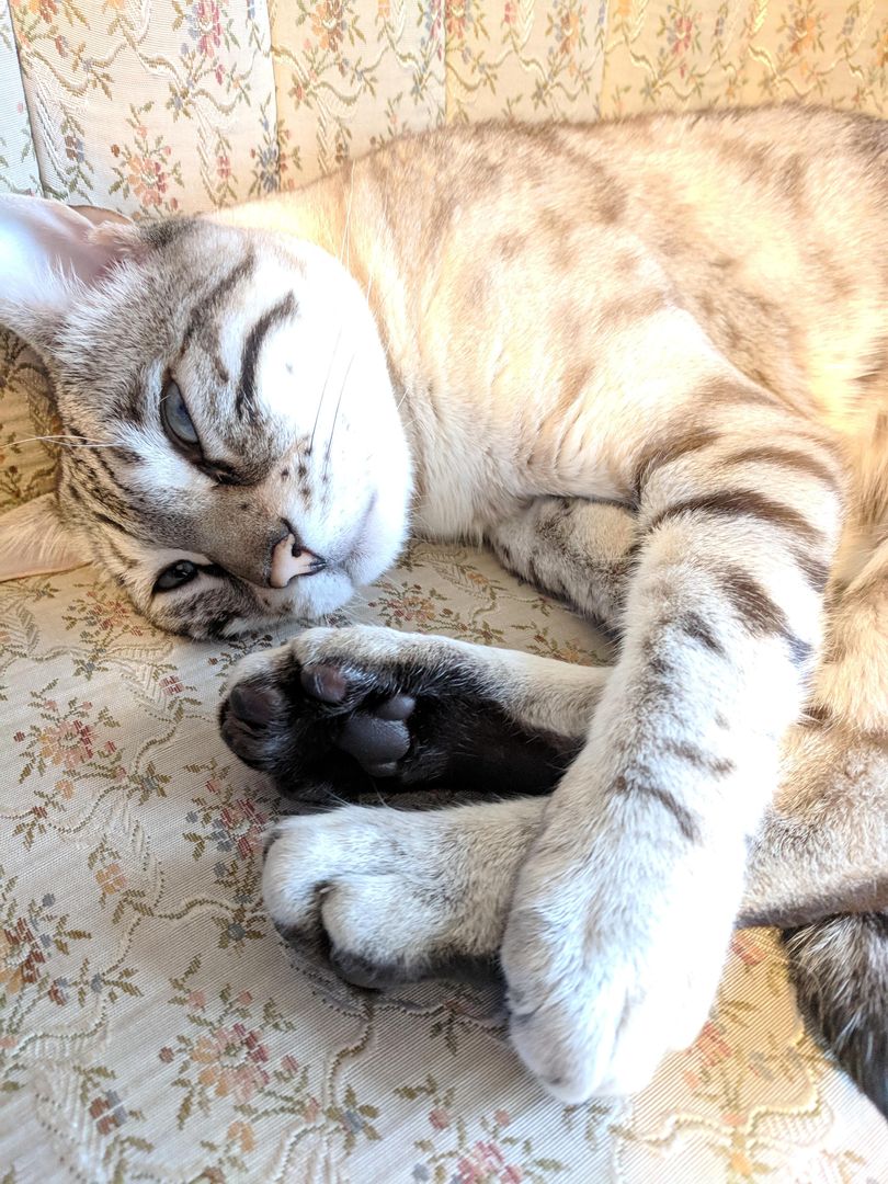 Black beans | Scrolller