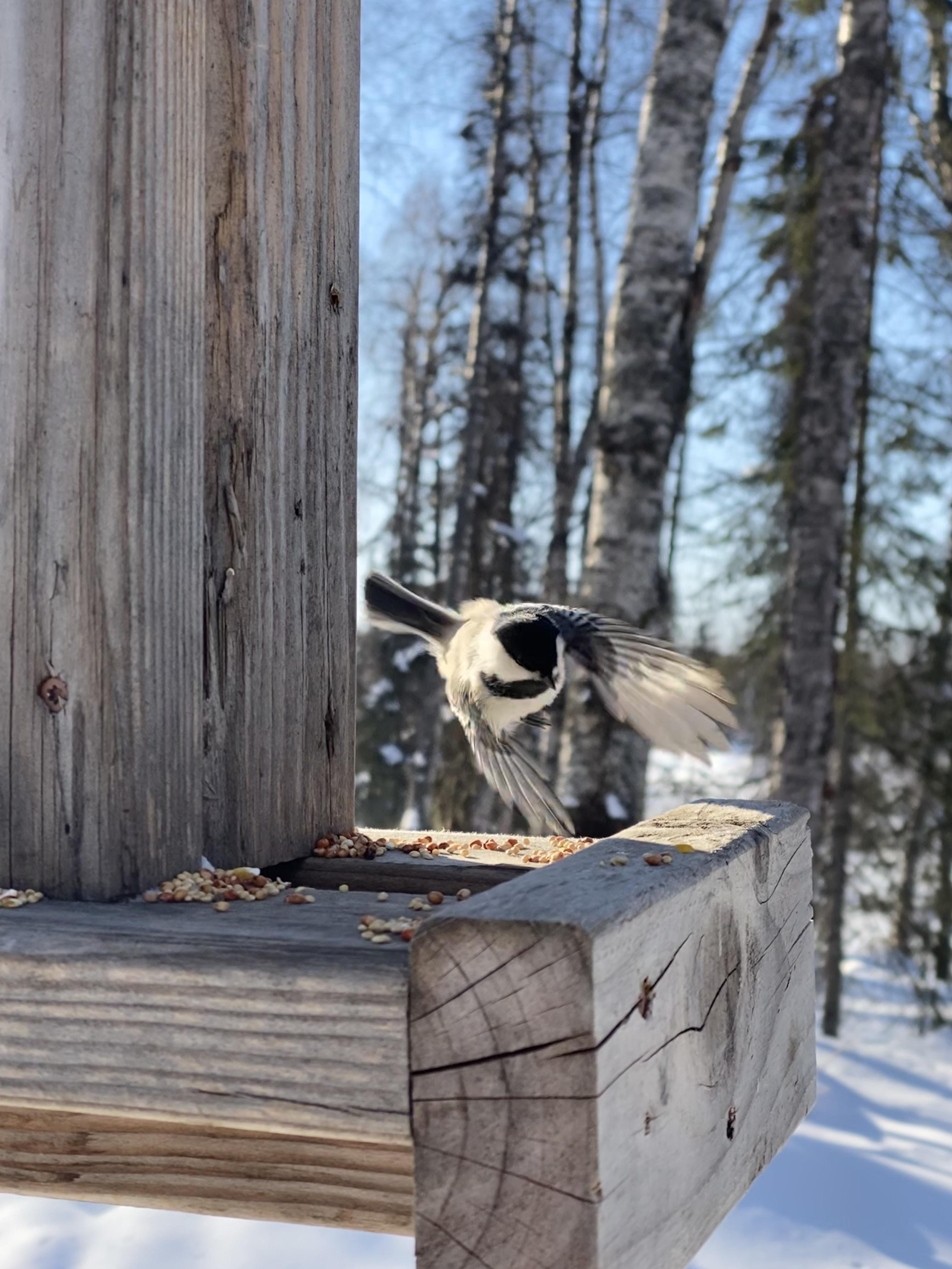 Black-capped Chickadee coming in hot. | Scrolller