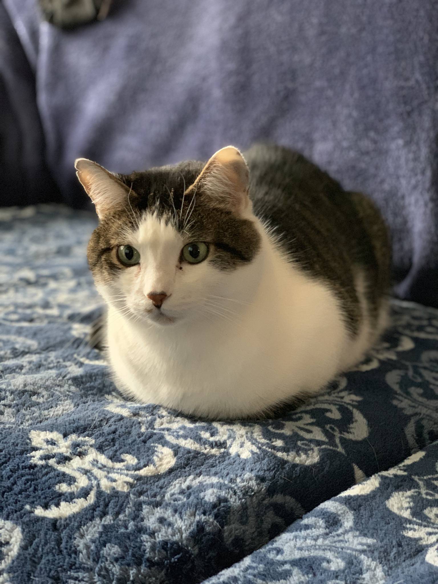 Blaze loafing around this lazy Sunday | Scrolller