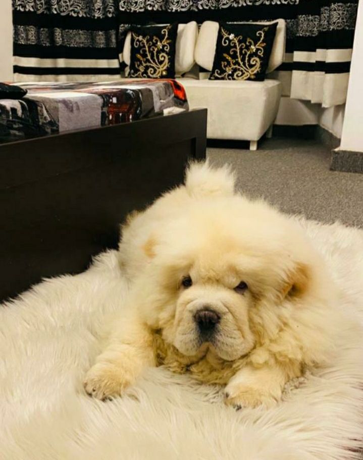 Blending In | Scrolller