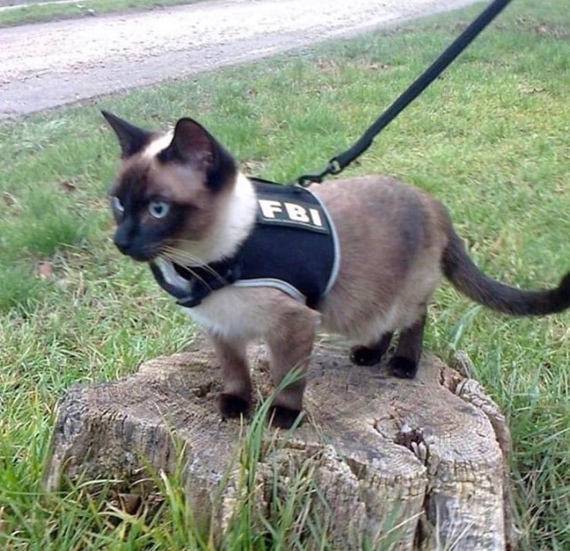 Blessed agent | Scrolller