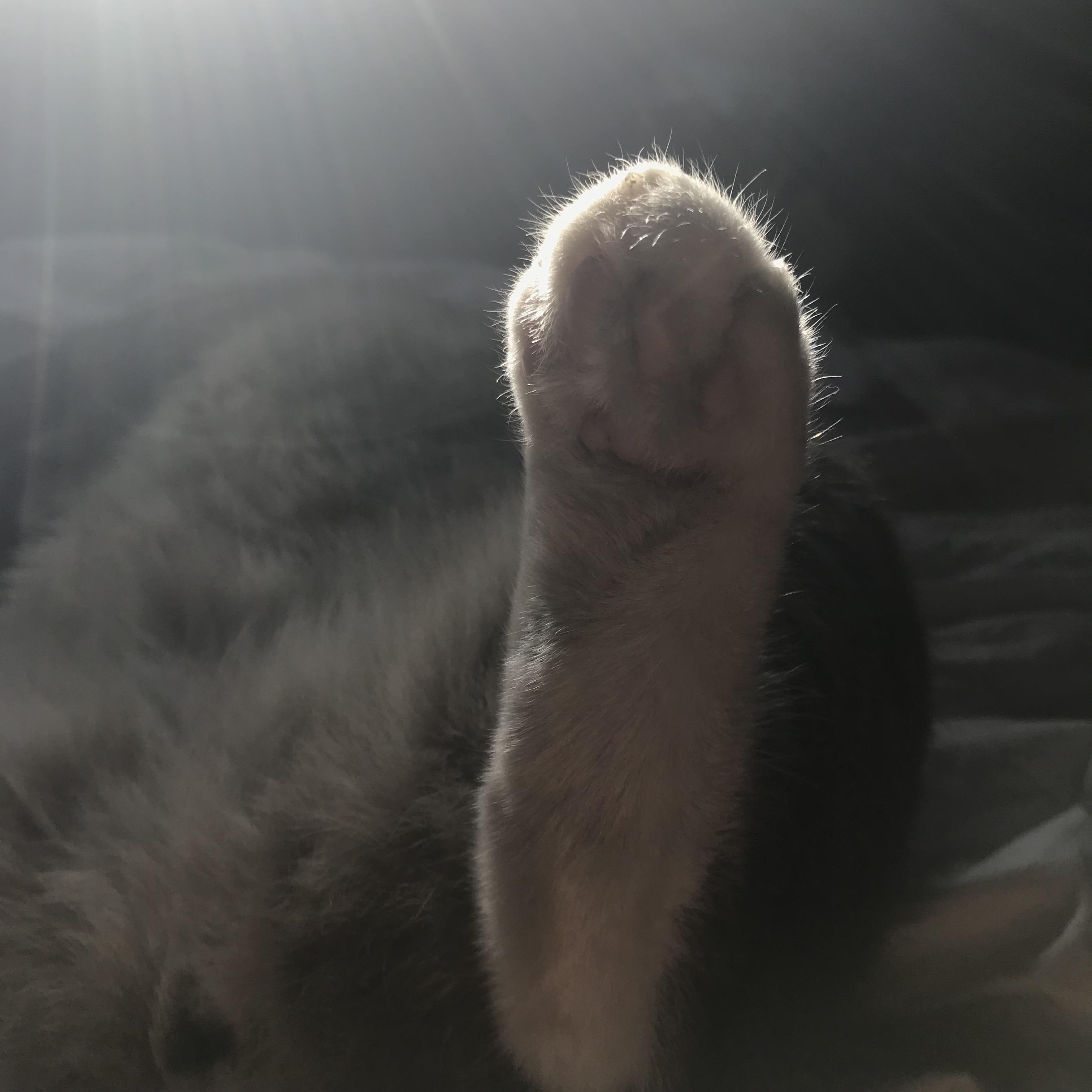 Blessed beans | Scrolller