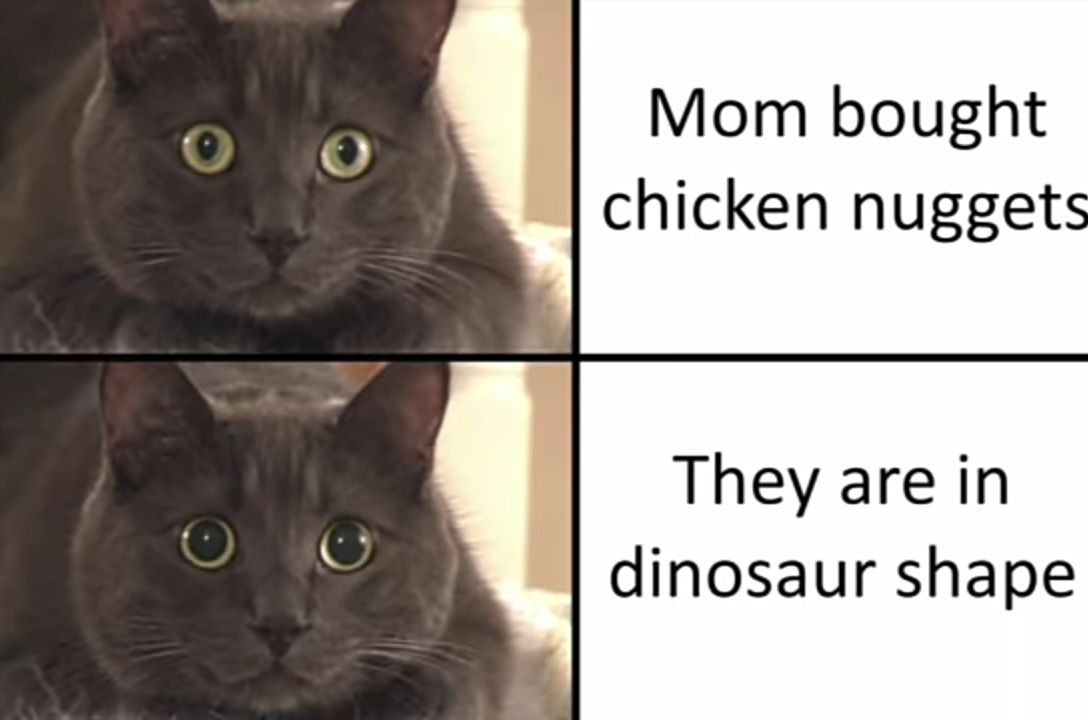 Blessed cat | Scrolller