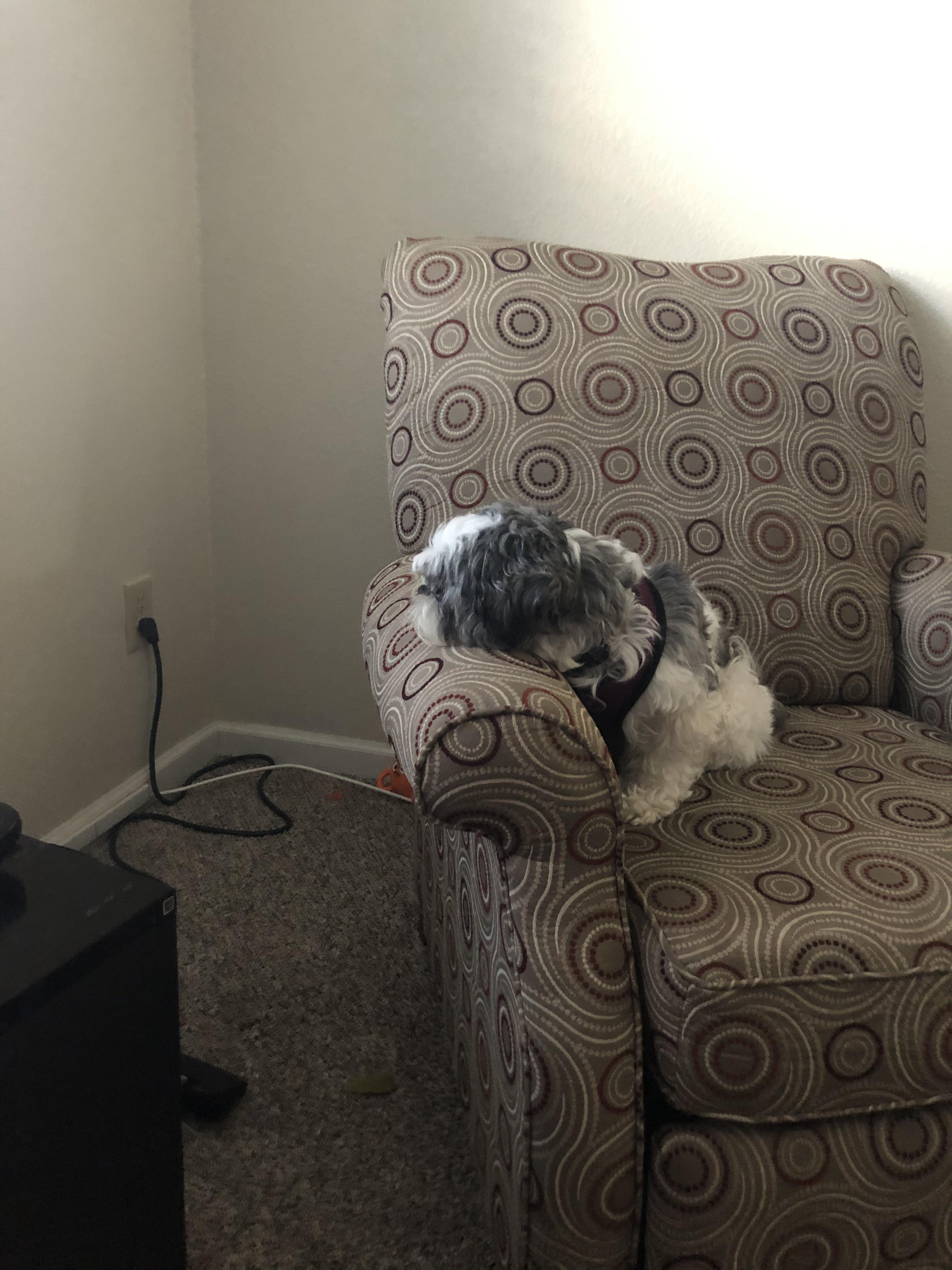 Blessed headrest | Scrolller