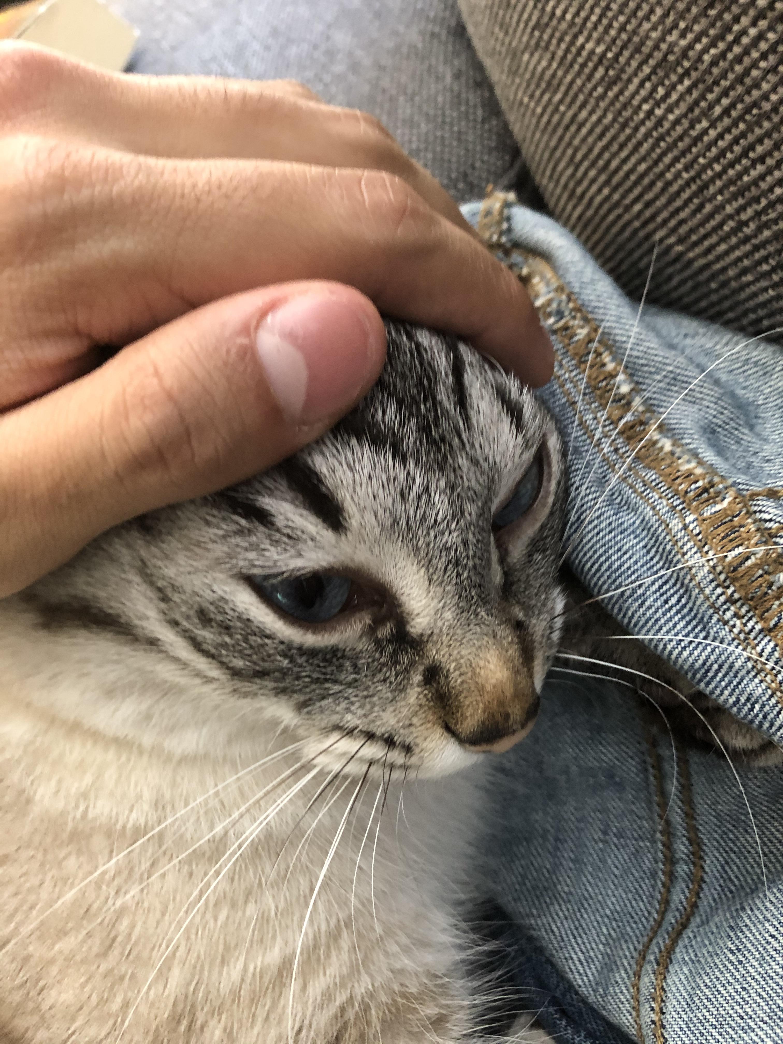 Blue eyed alien | Scrolller