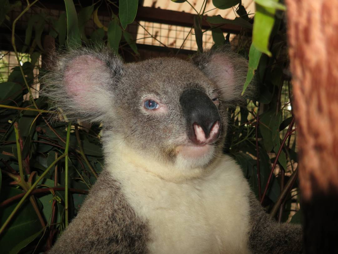 Blue eyed koala | Scrolller