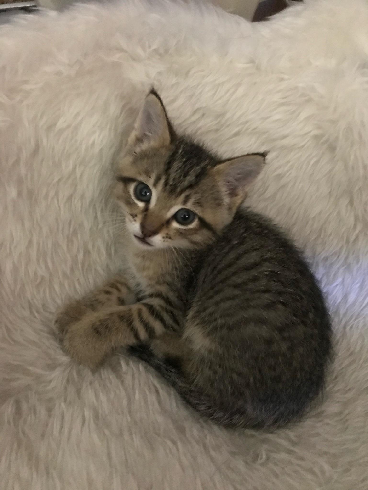 Blue eyes and mini ear tufts | Scrolller