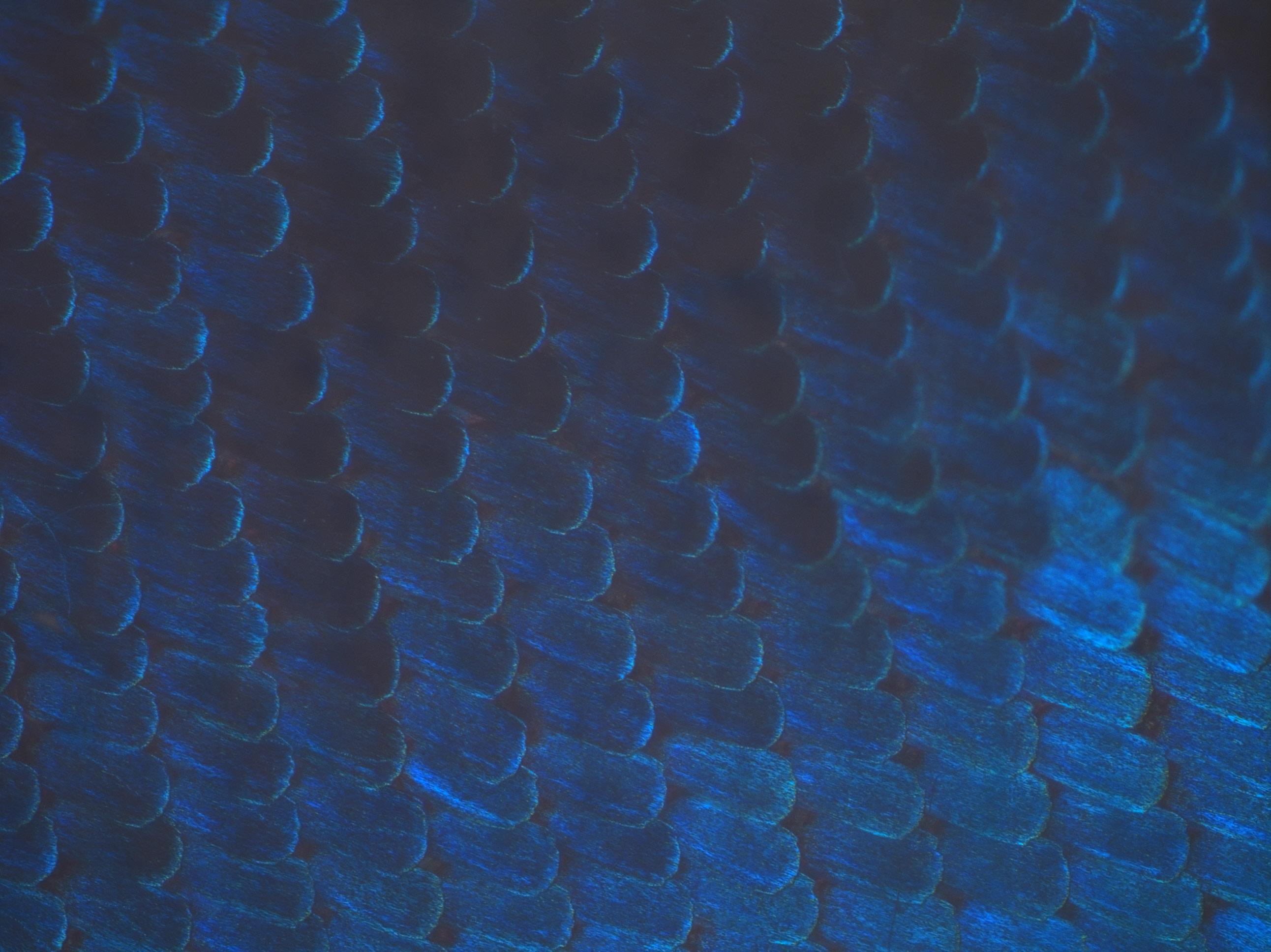 Blue Morpho Butterfly + Zeiss Microscope = AMAZING | Scrolller