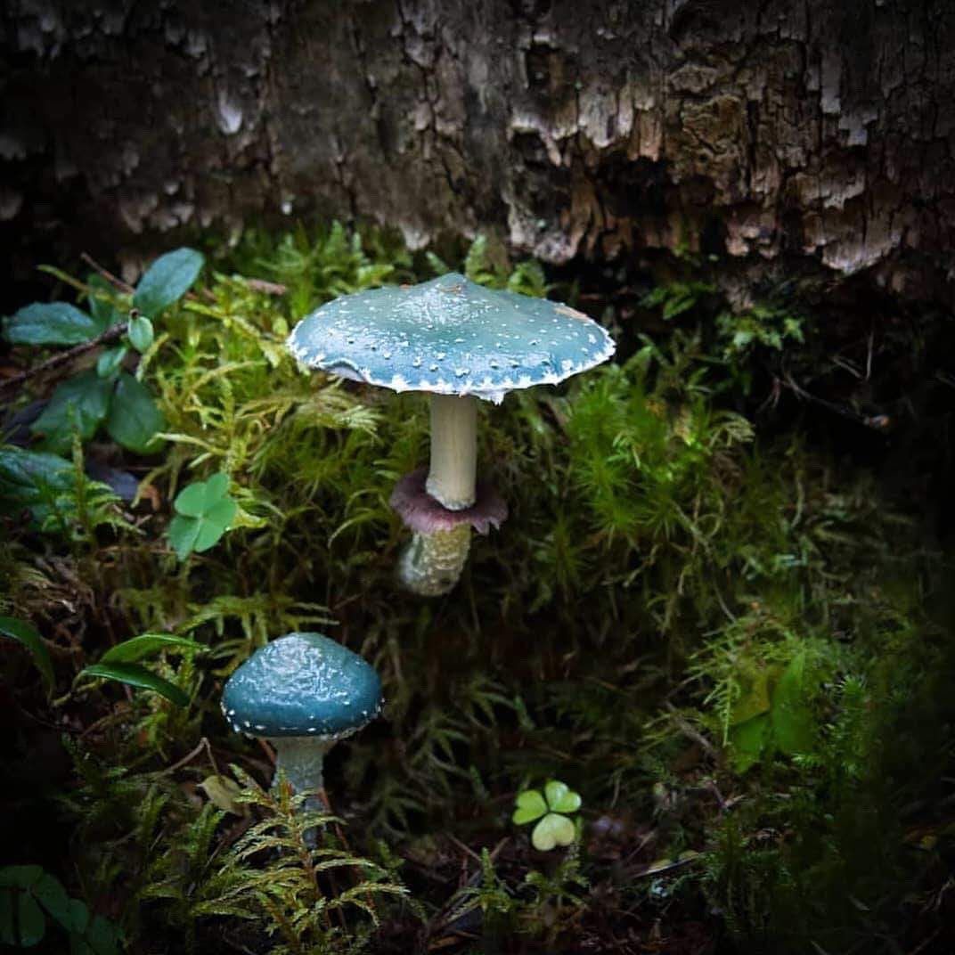 Blue mushroom | Scrolller