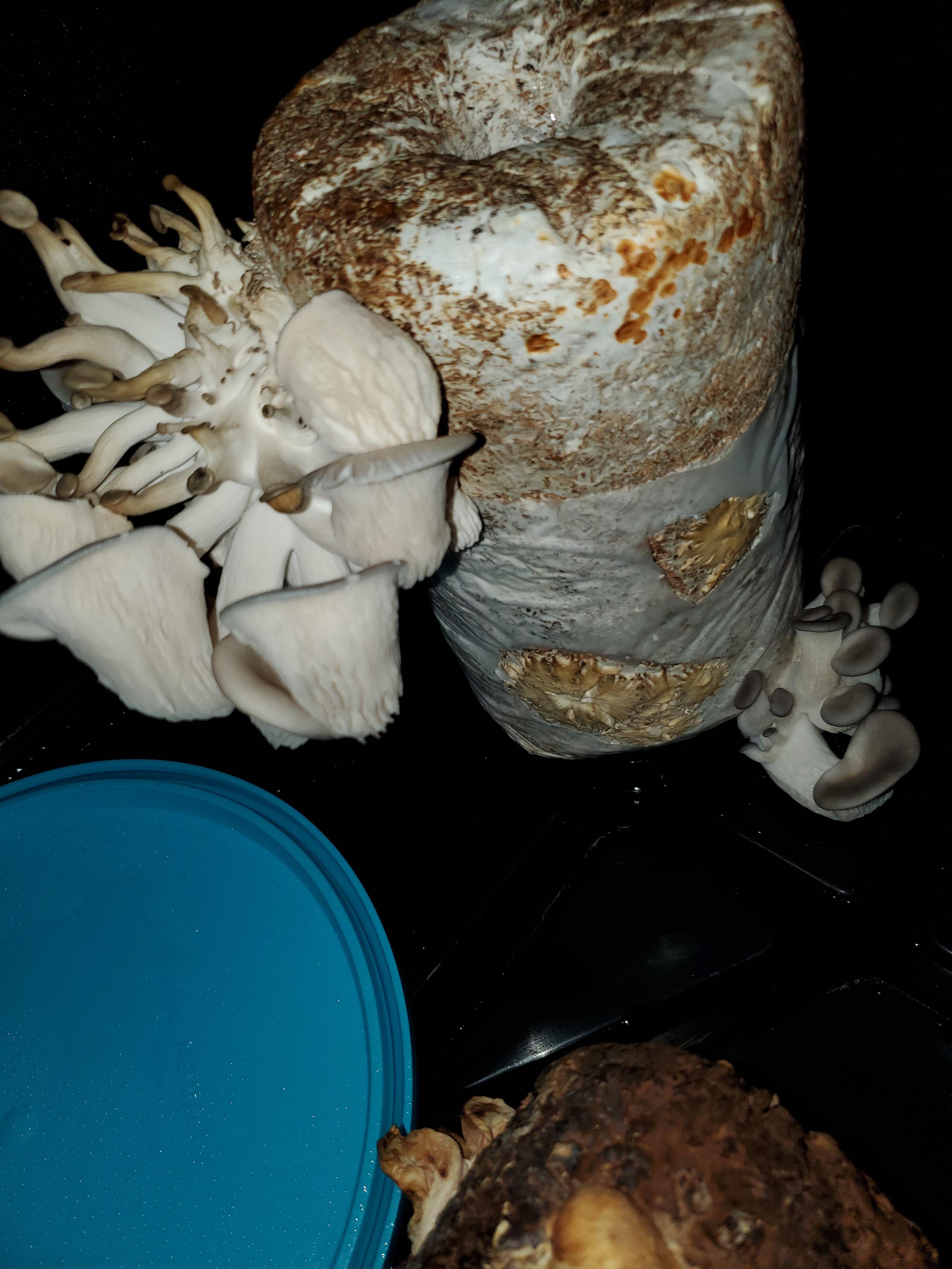 Blue oyster update #4 | Scrolller