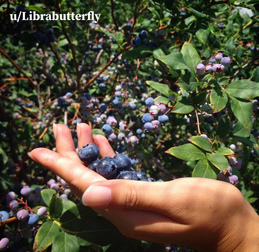 Blueberries 🫐 | Scrolller