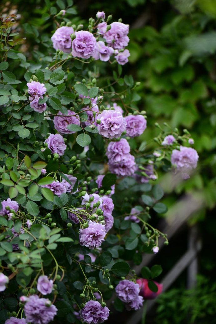 Bluemoon roses | Scrolller