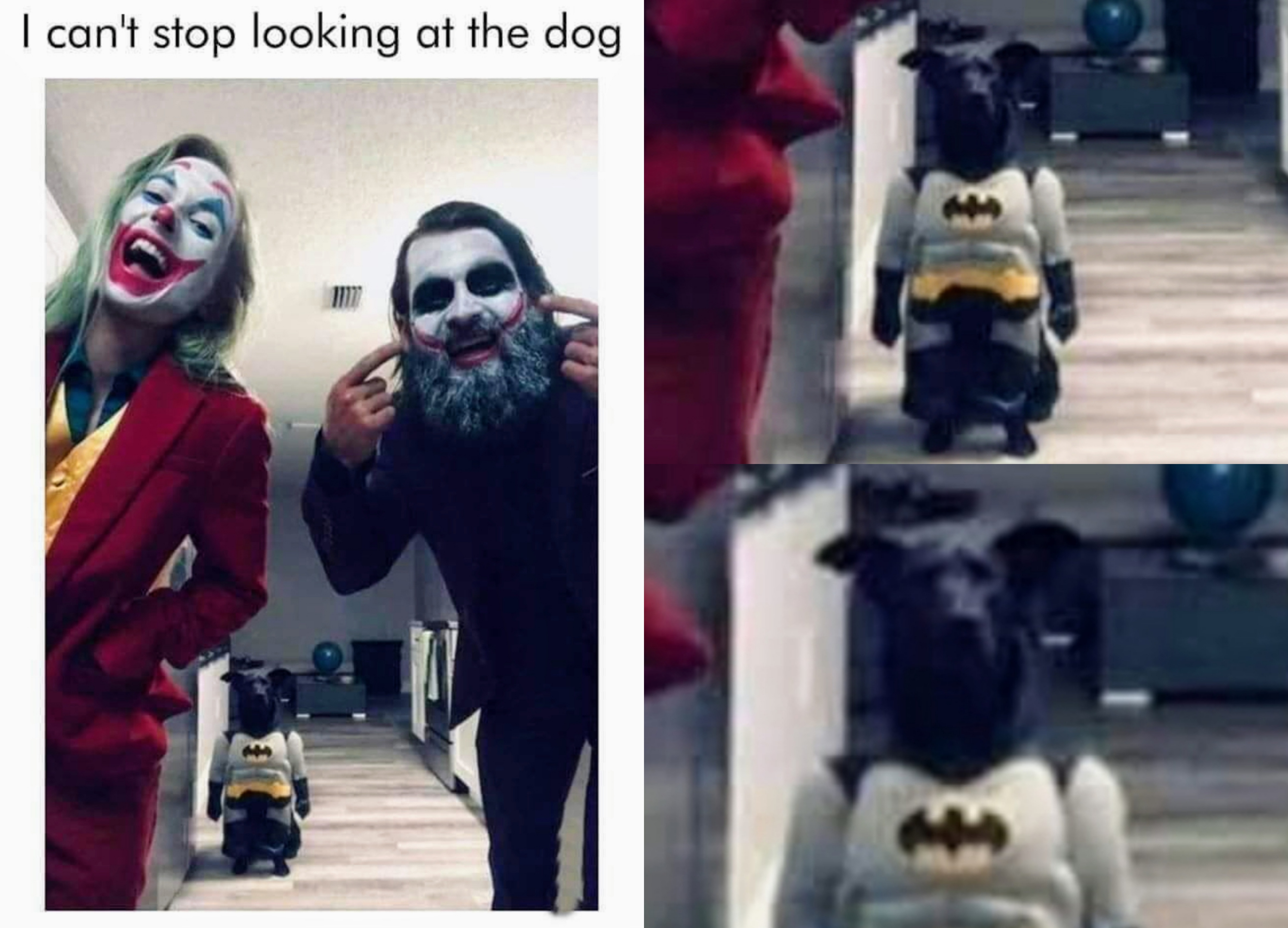 blursed dog | Scrolller