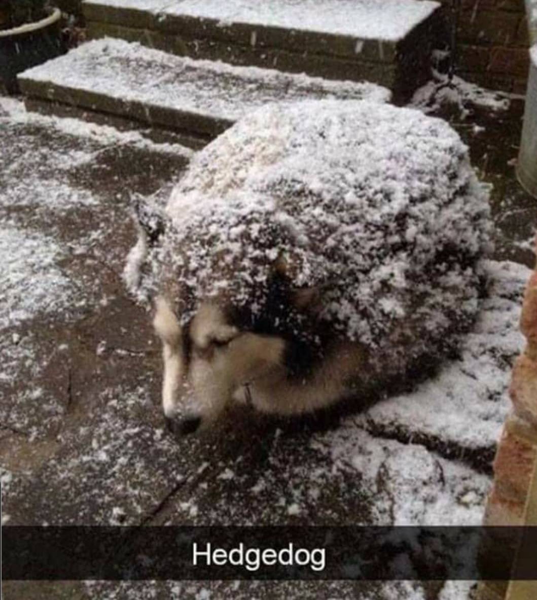 Blursed_Hedgedog | Scrolller