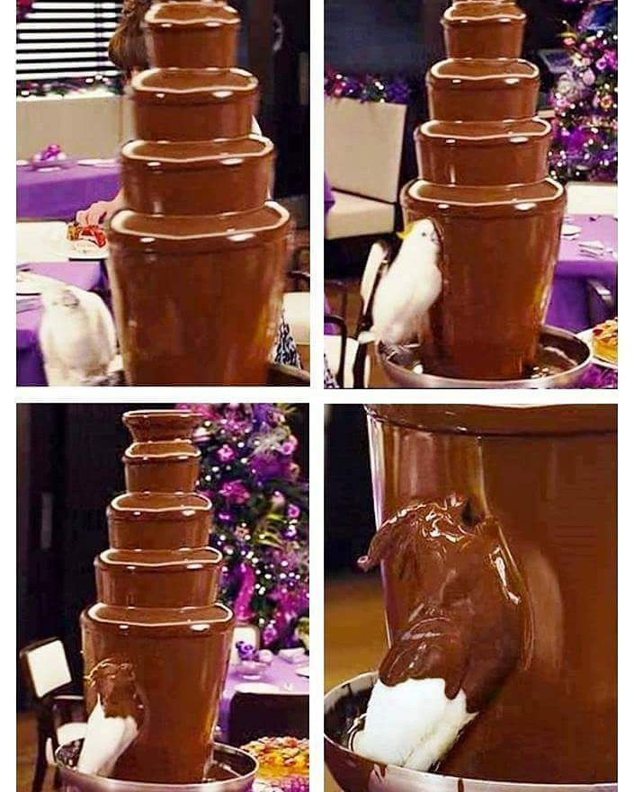 Blursed parrot | Scrolller