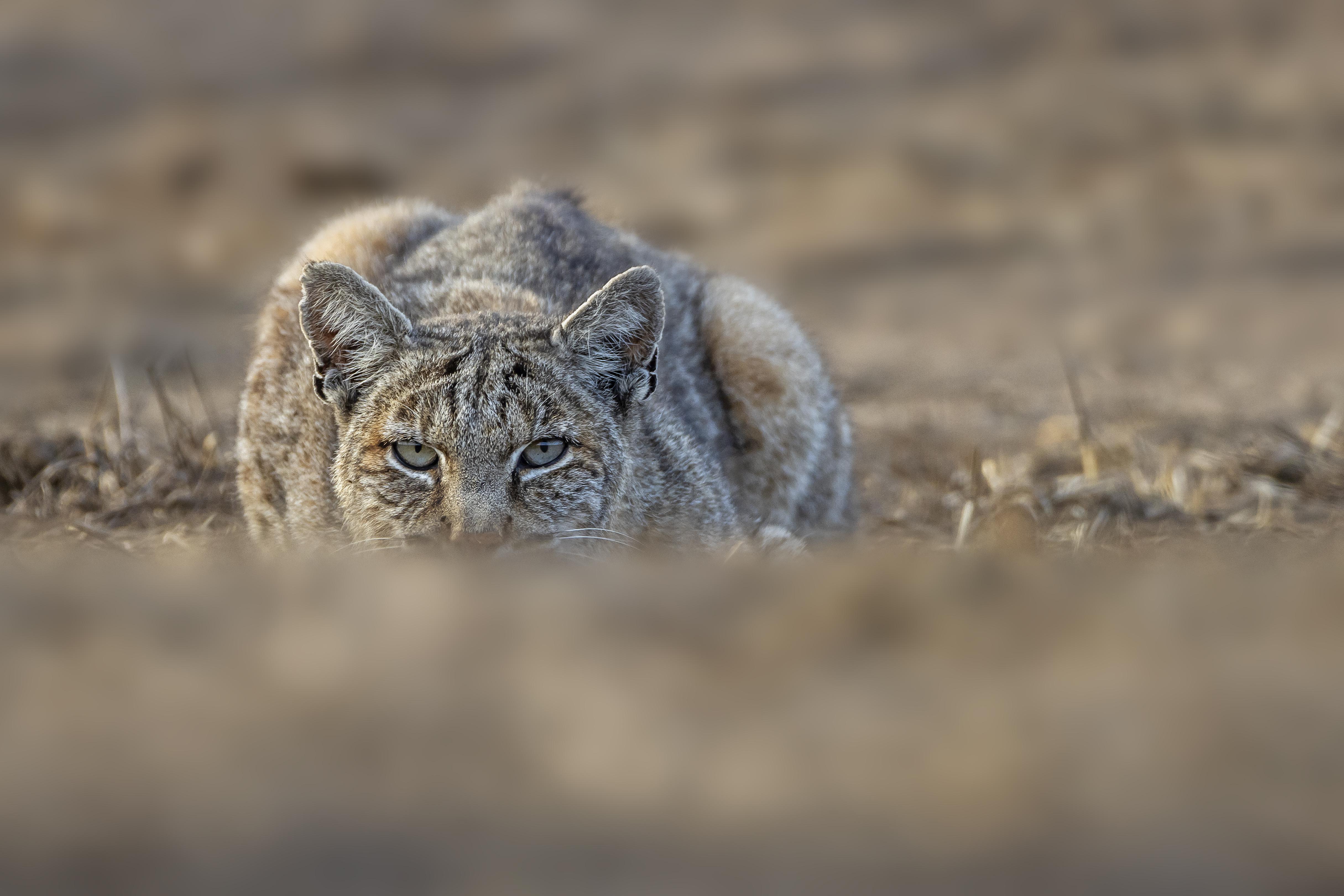 Bobcat watching from the grass | Scrolller