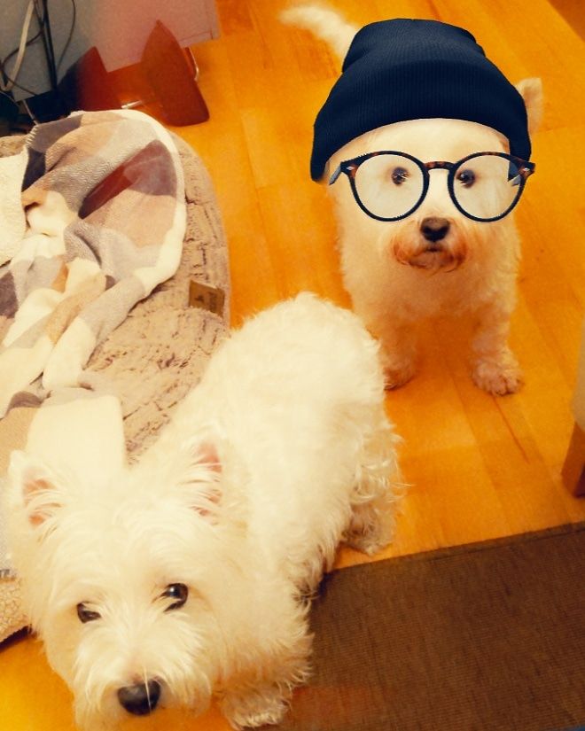 Bonnie and hipster Clyde 😂 | Scrolller