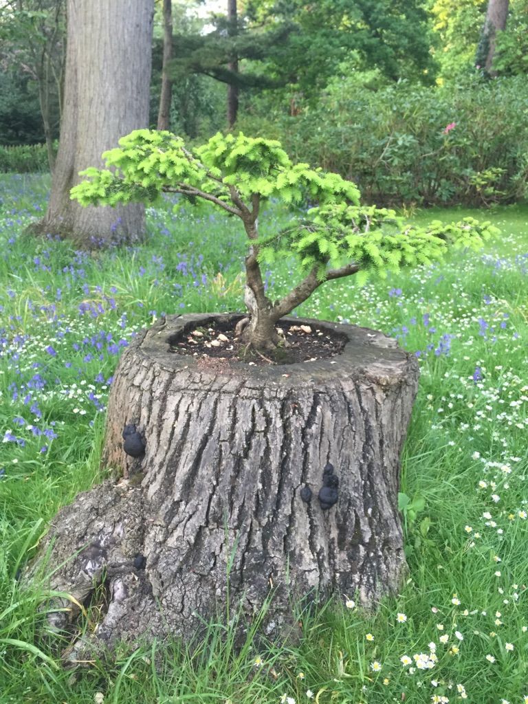Bonsai tree growing out of a regular tree trunk. | Scrolller