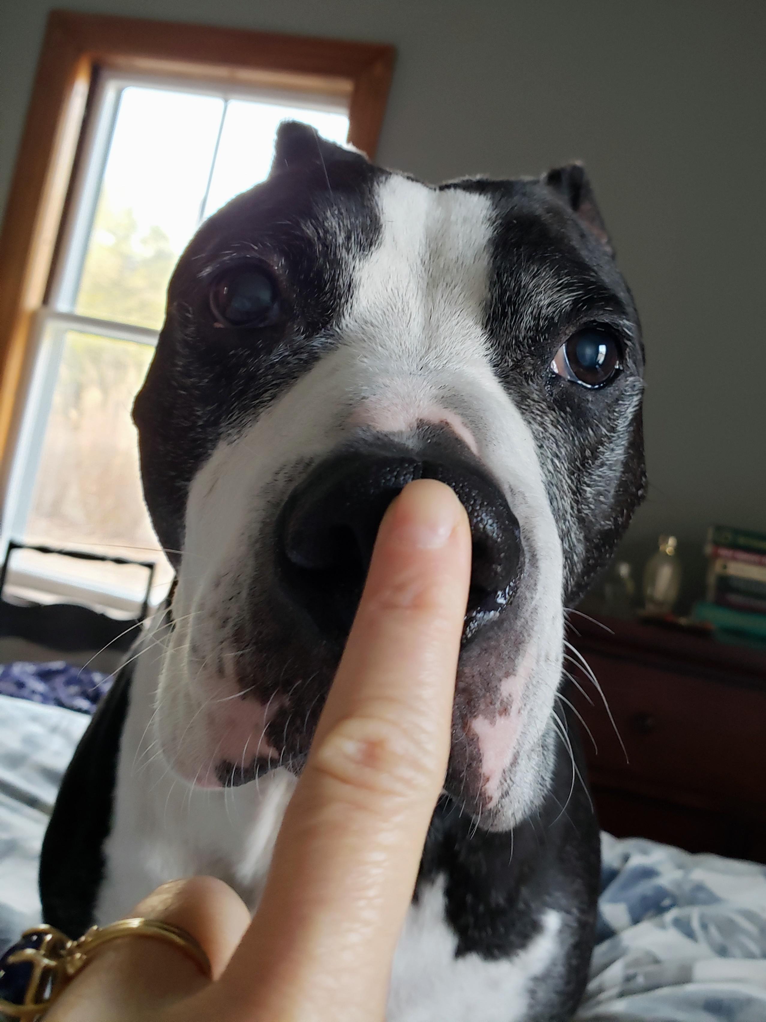 Boop that cute nose | Scrolller