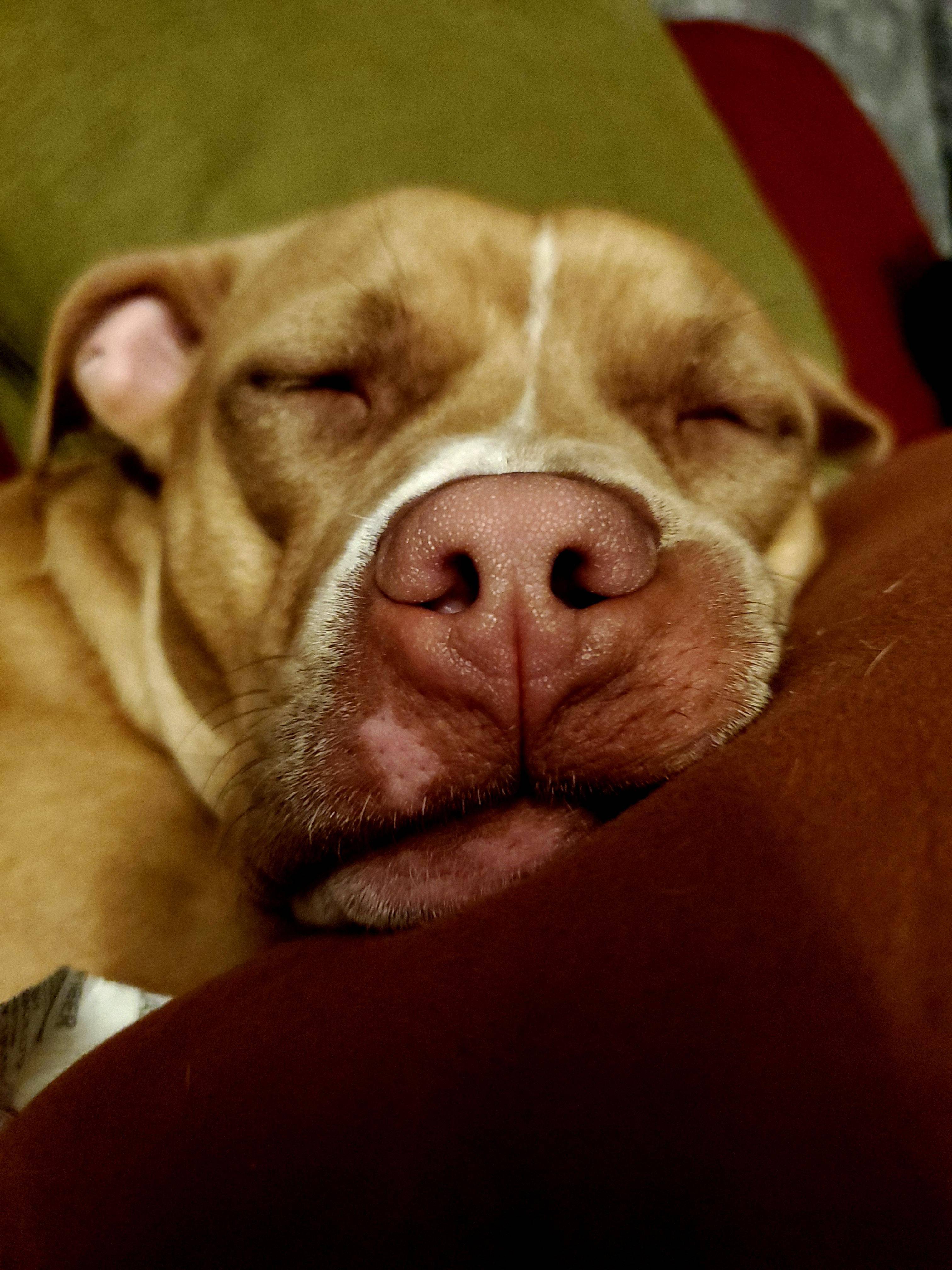 Boop the snoot for good luck | Scrolller