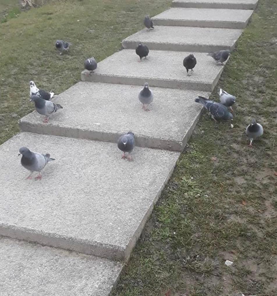 Borb gang at 7 am | Scrolller