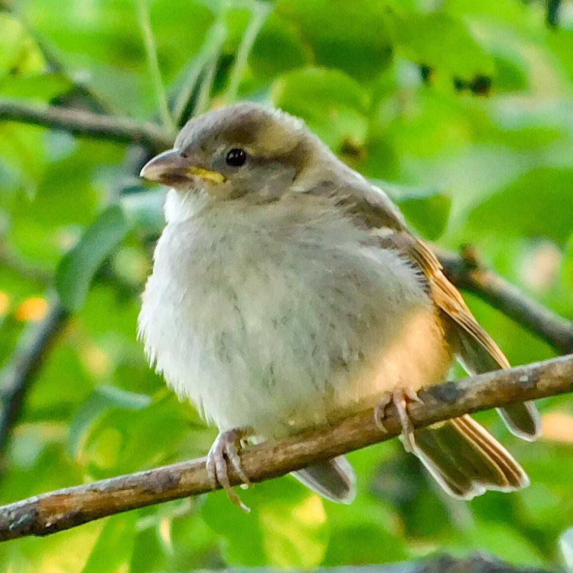 Borb in morning sun | Scrolller