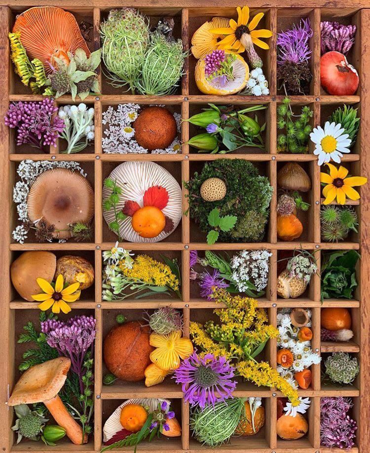 Botanical Creativity Scrolller