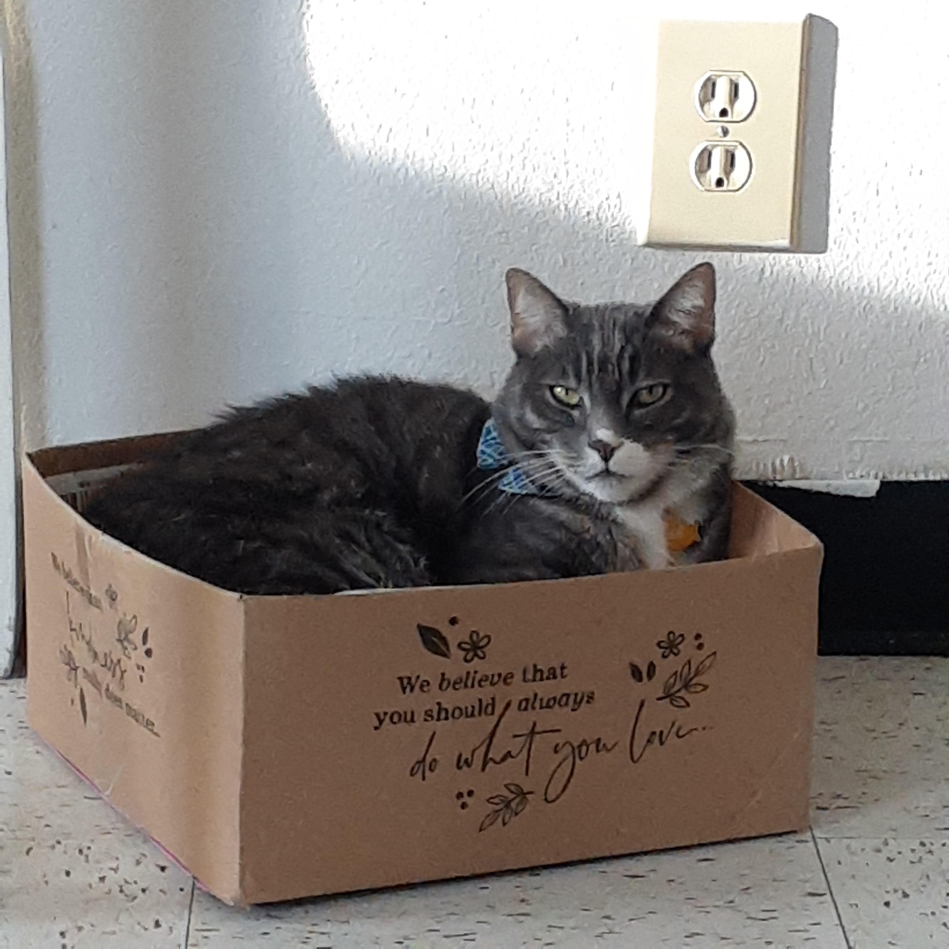 Box Boy!! | Scrolller