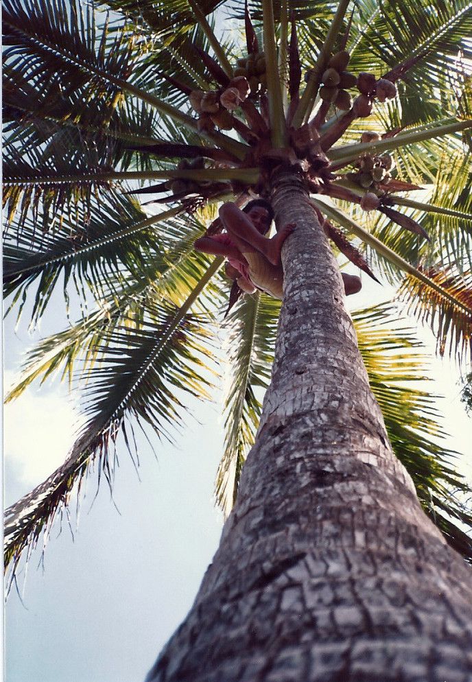 Boy climbing a coconut tree in 'Eua, Tonga, 1984, by Willard Losinger [OC] [688 × 994] | Scrolller